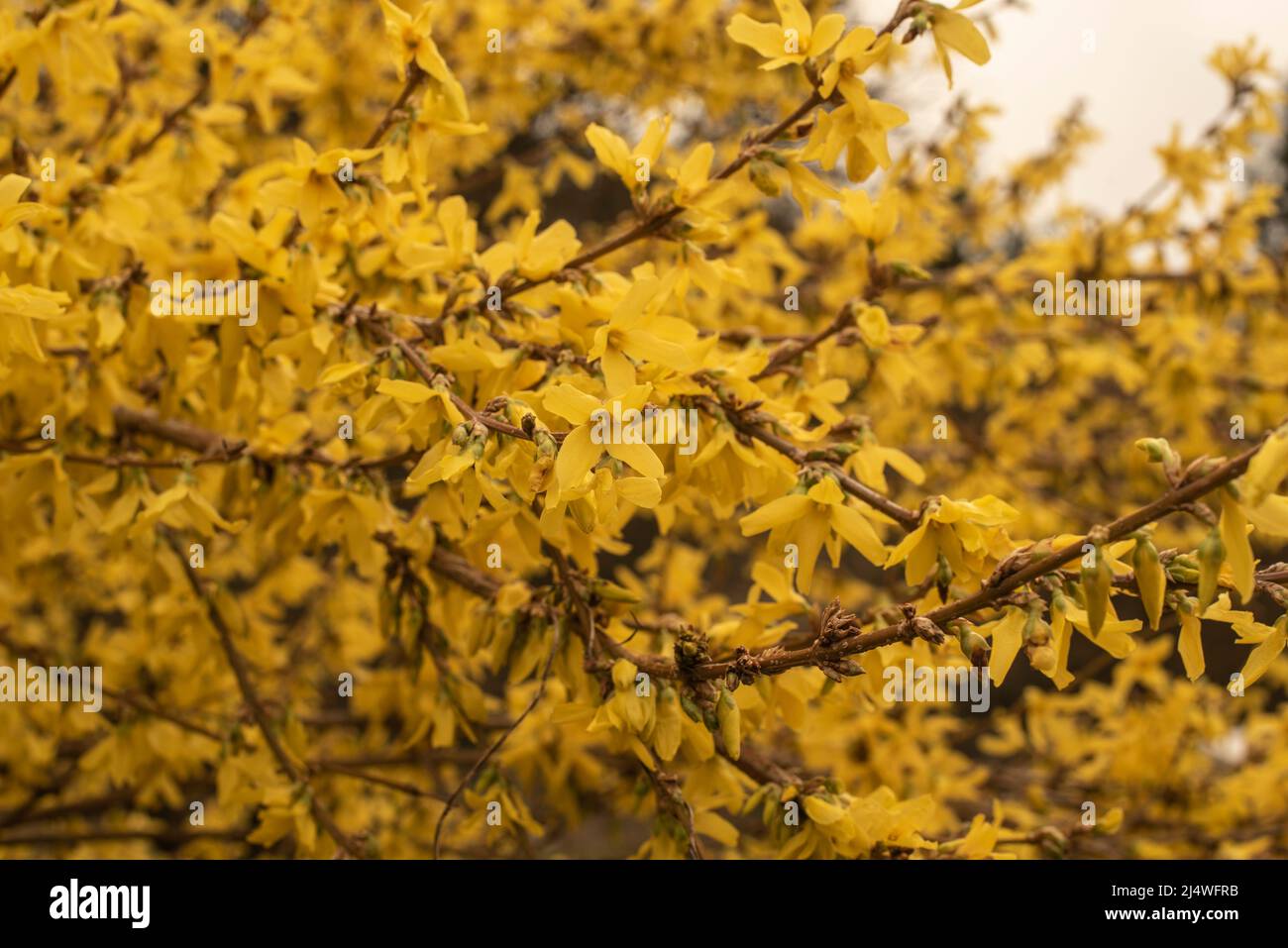 the flowering twigs of a forsythia shrub in springtime with yellow ...