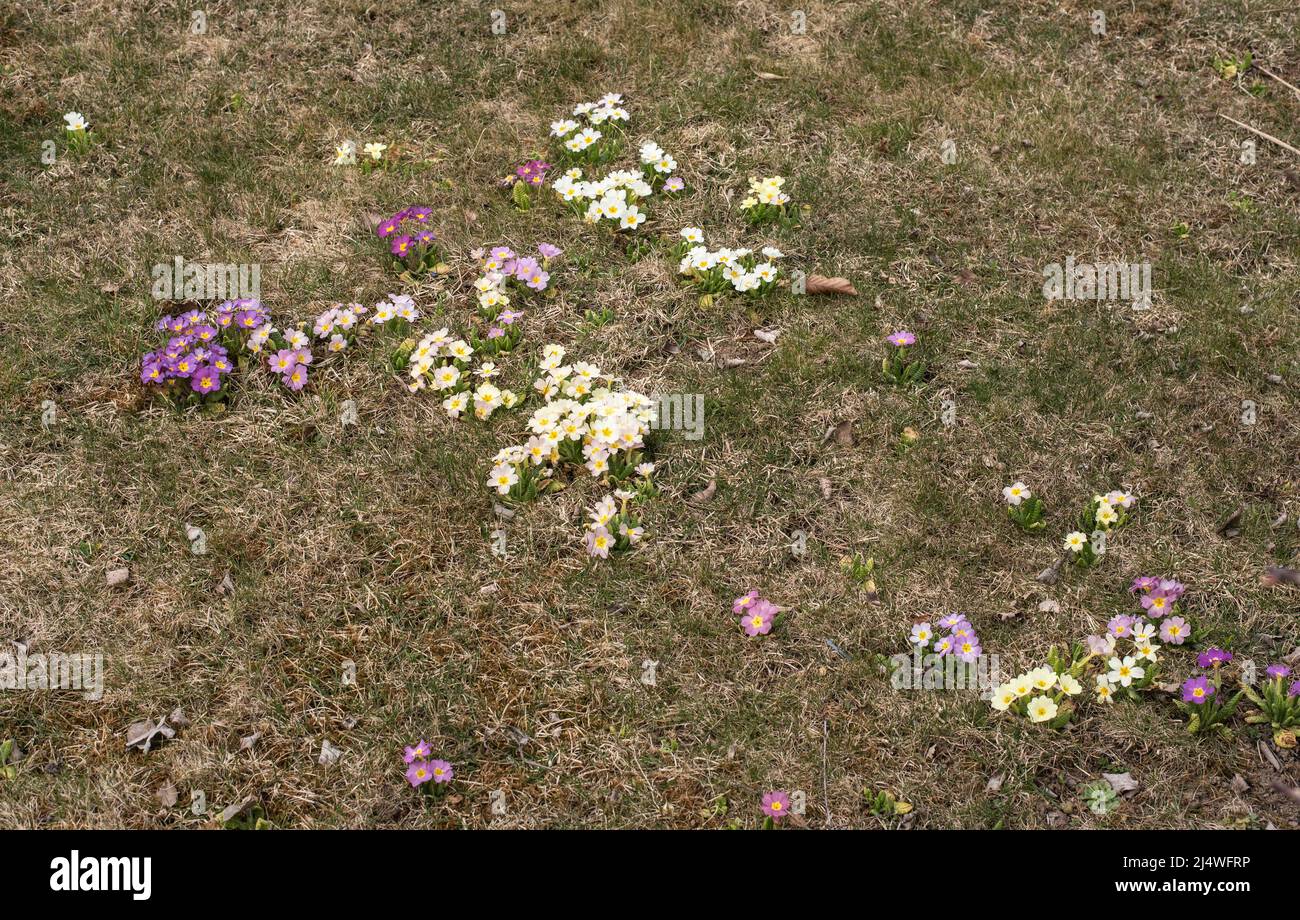 Multi colored primrose hi-res stock photography and images - Alamy