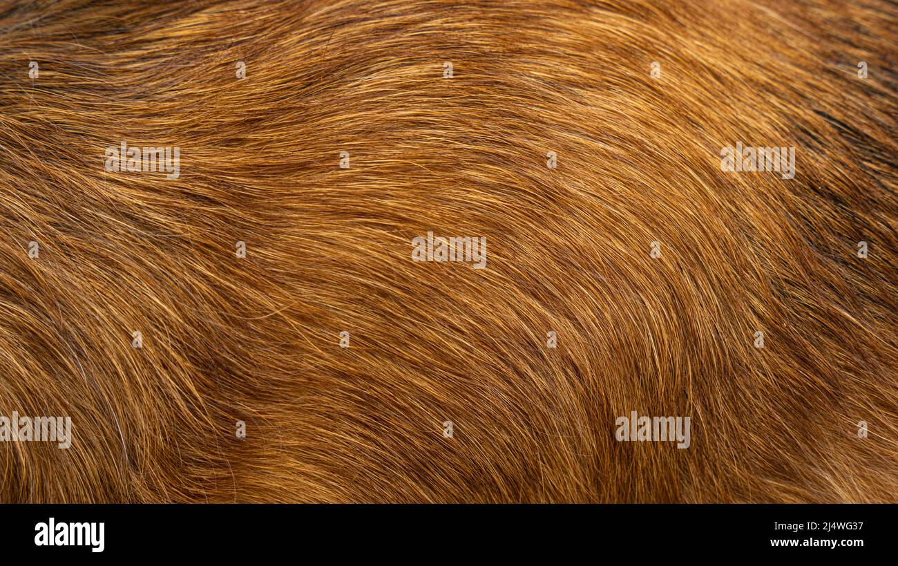 Dog fur textures. Red dog fur natural for backgrounds, textures and ...