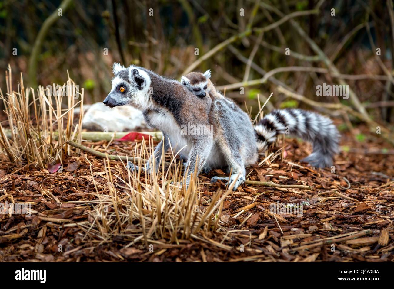 Ring-tailed lemur aka Lemur catta with small cub on the back close up ...