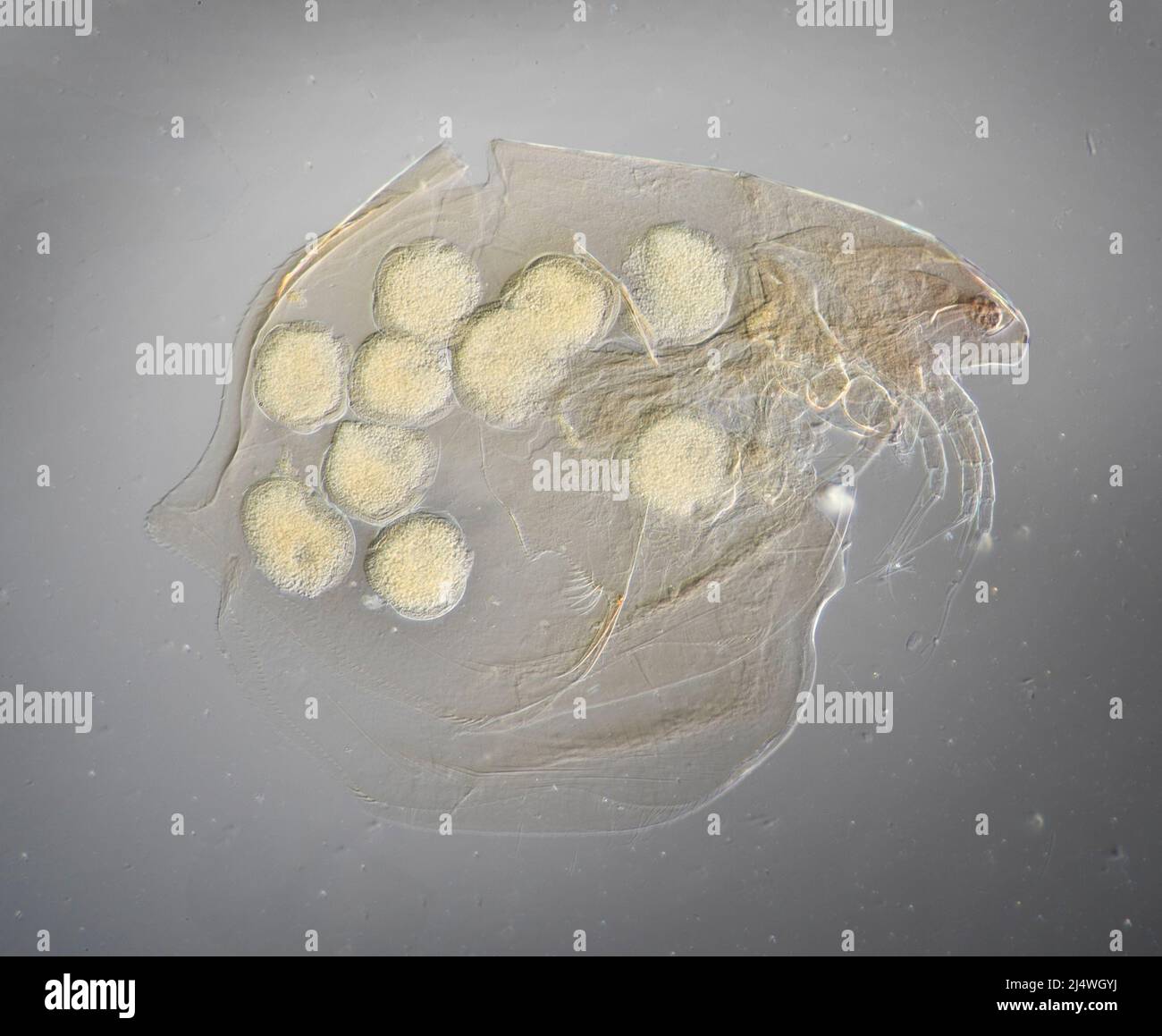 Waterflea, Cladocera Chydorus Stock Photo - Alamy