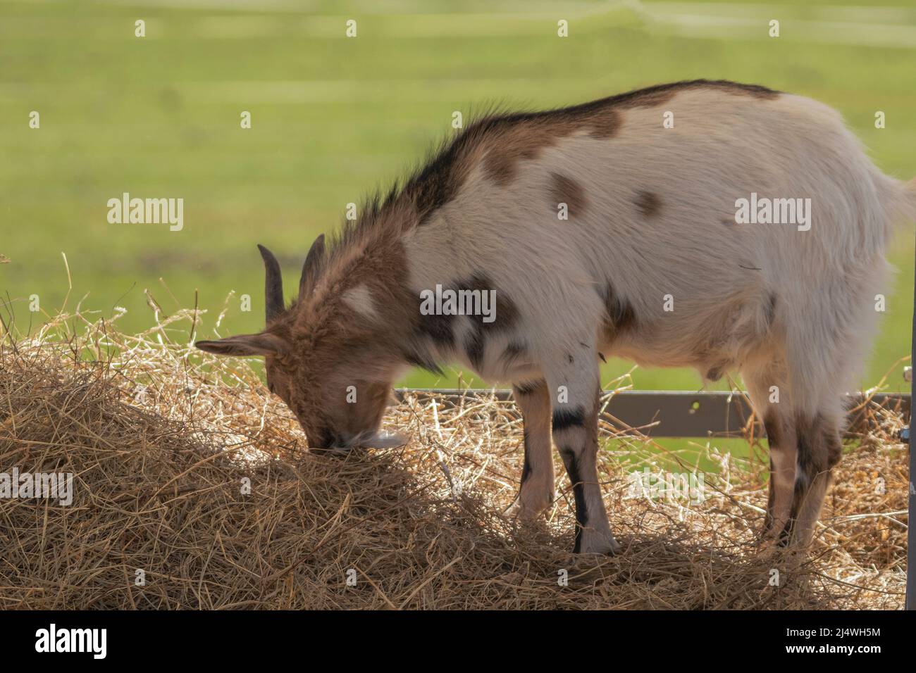 A baby tibetan goat eating hay. Side profile. Copy space Stock Photo ...