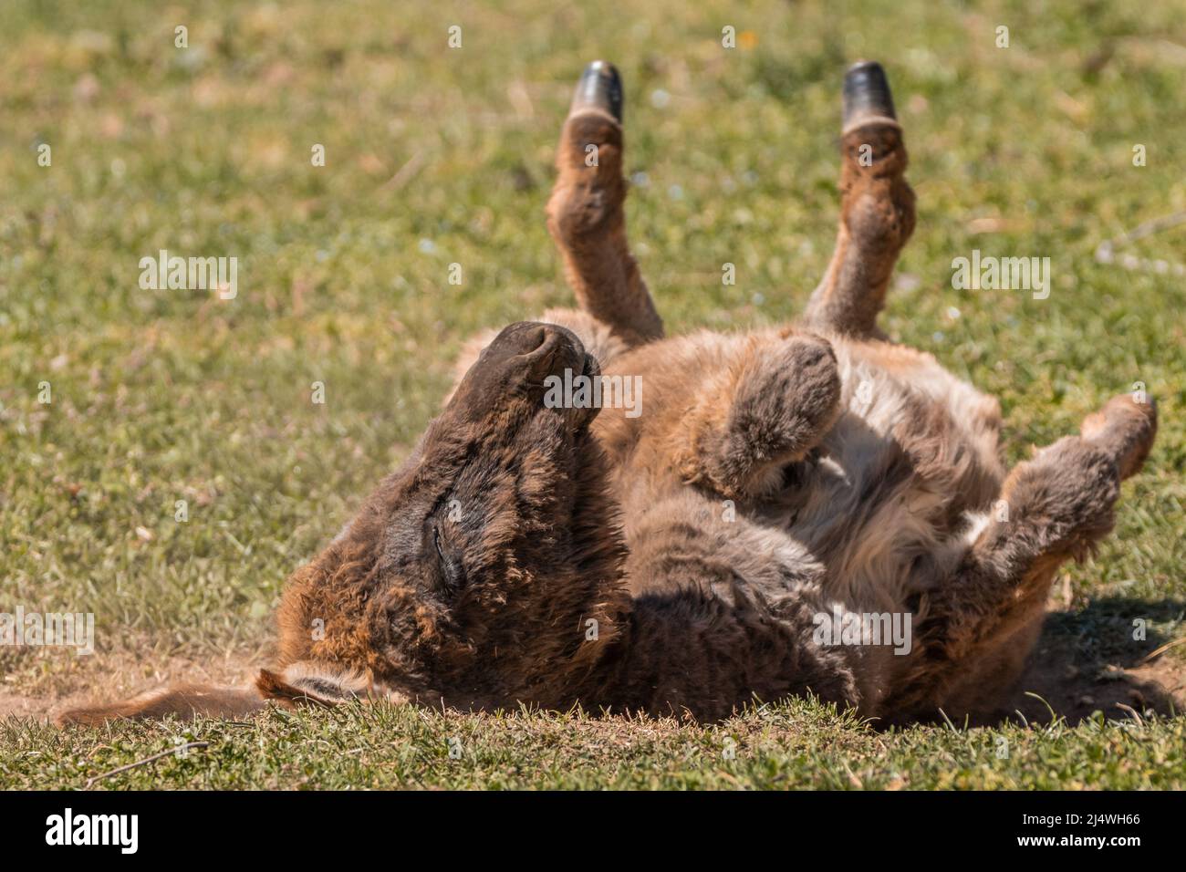 Donkey scratching hi-res stock photography and images - Alamy