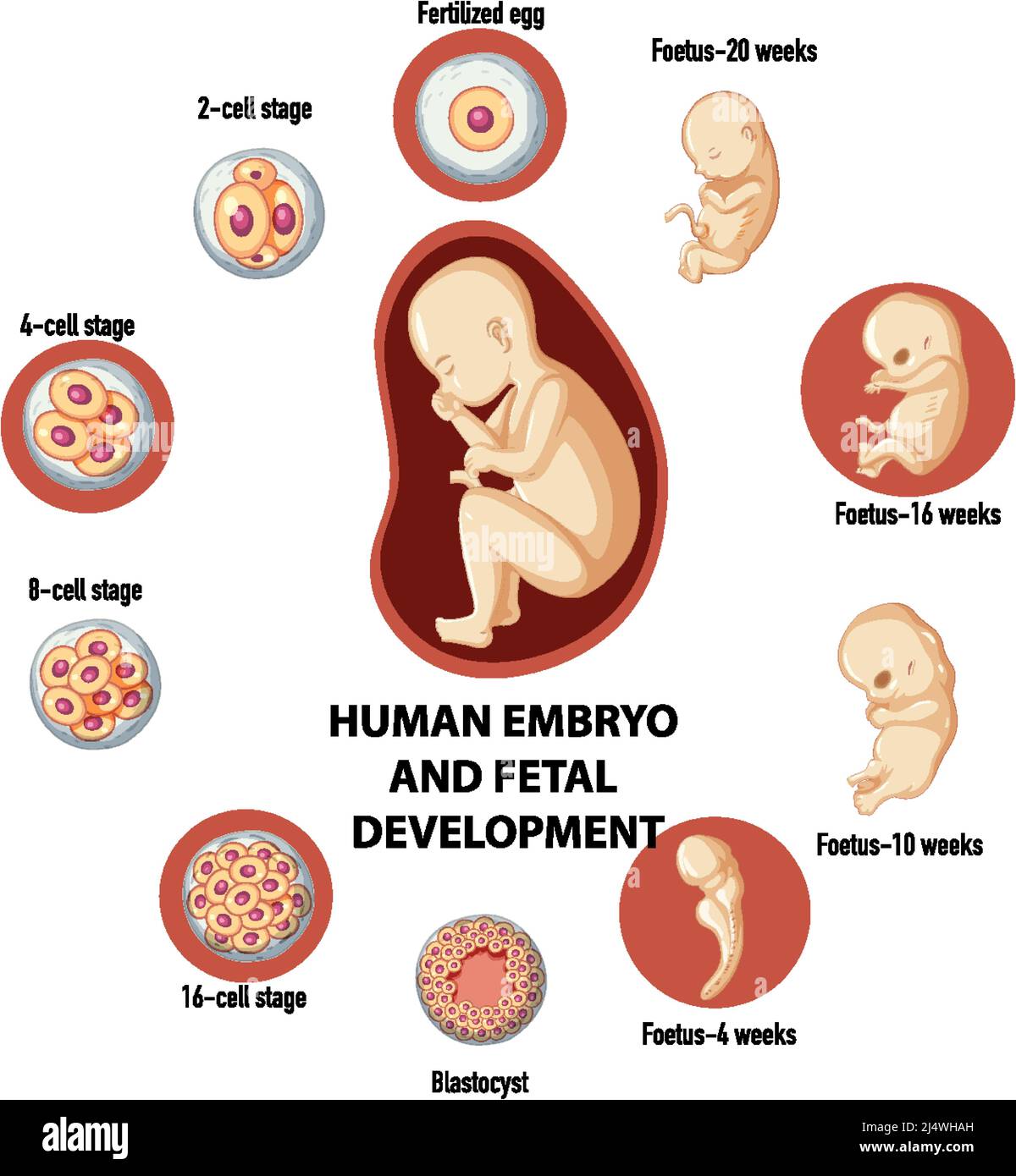 Human Embryonic And Fertilisation Development In Human Infographic