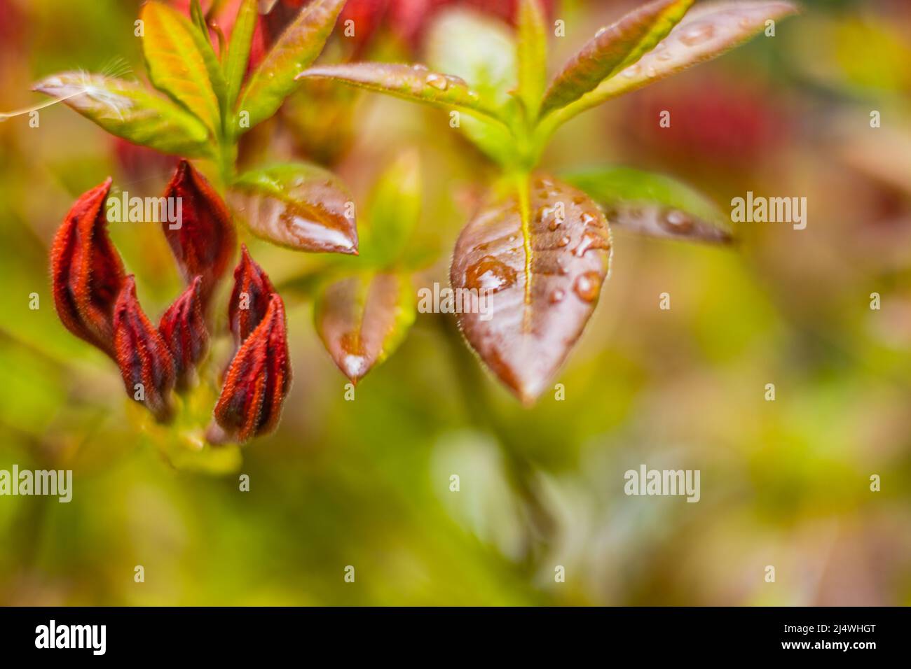 Wet leaves of bushes full of water drops after rain Stock Photo - Alamy