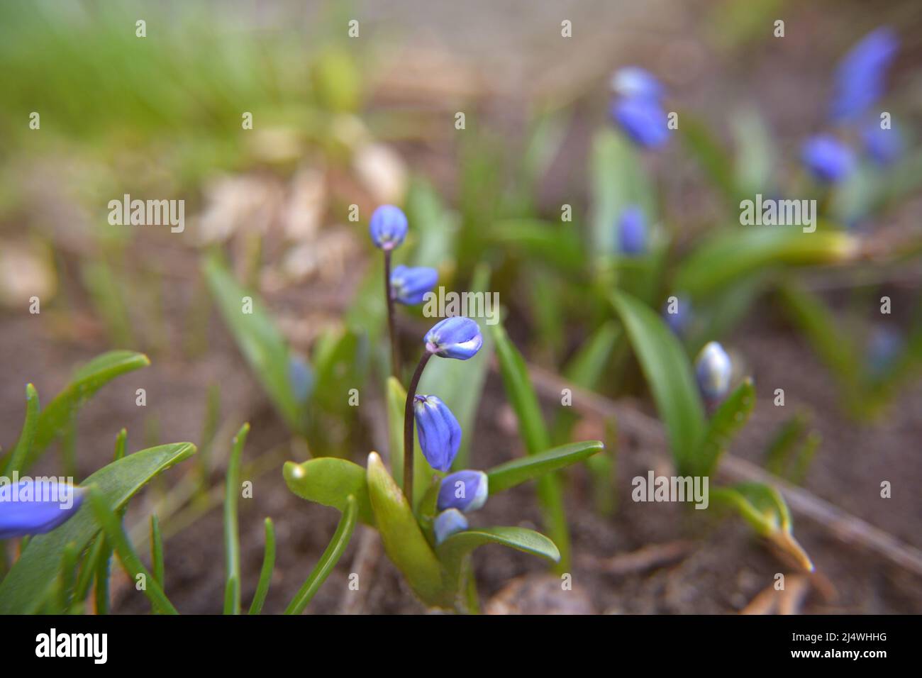 Purple snowdrops growing in spring hi-res stock photography and images ...