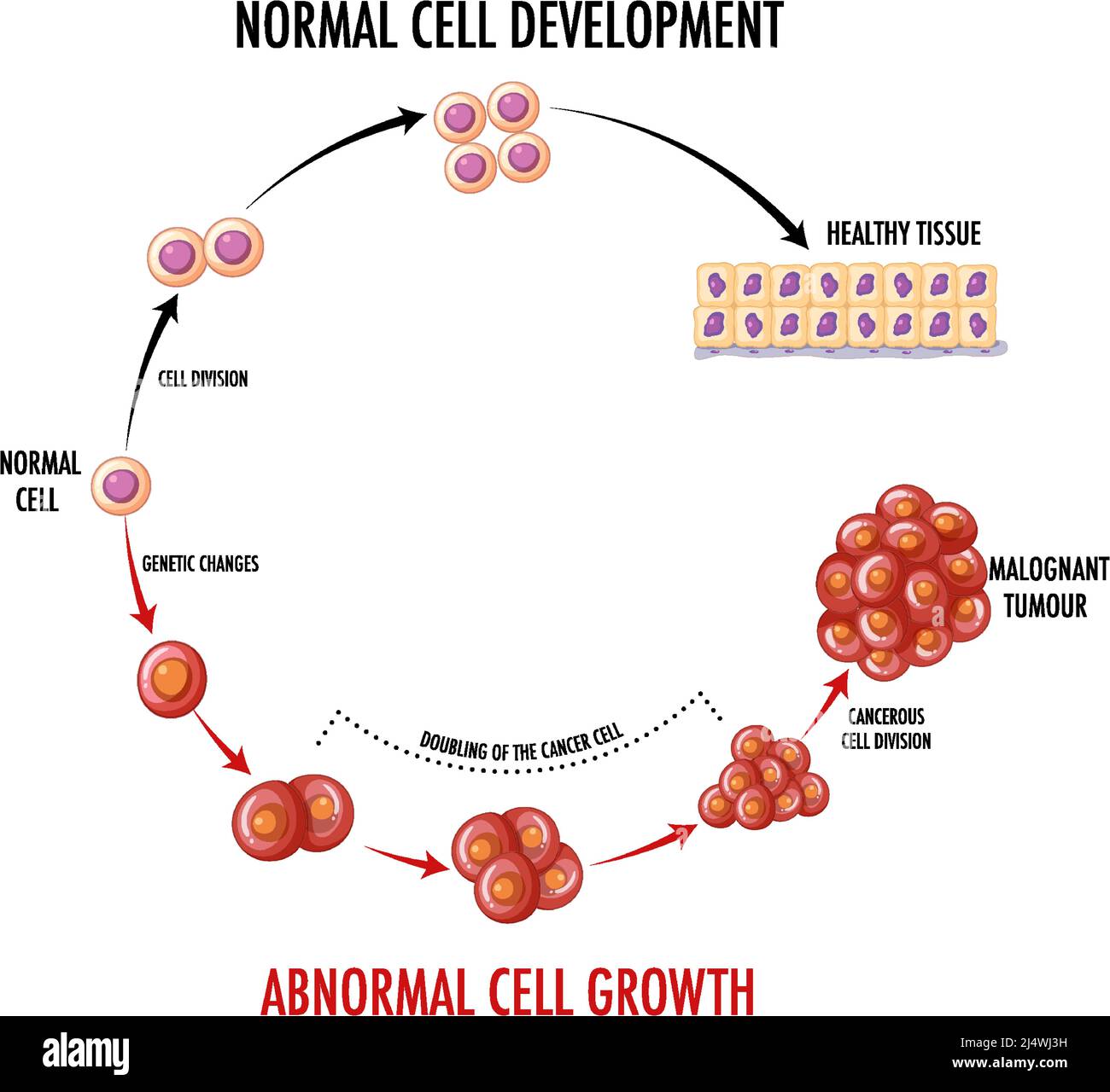 Diagram showing normal cell development illustration Stock Vector Image ...