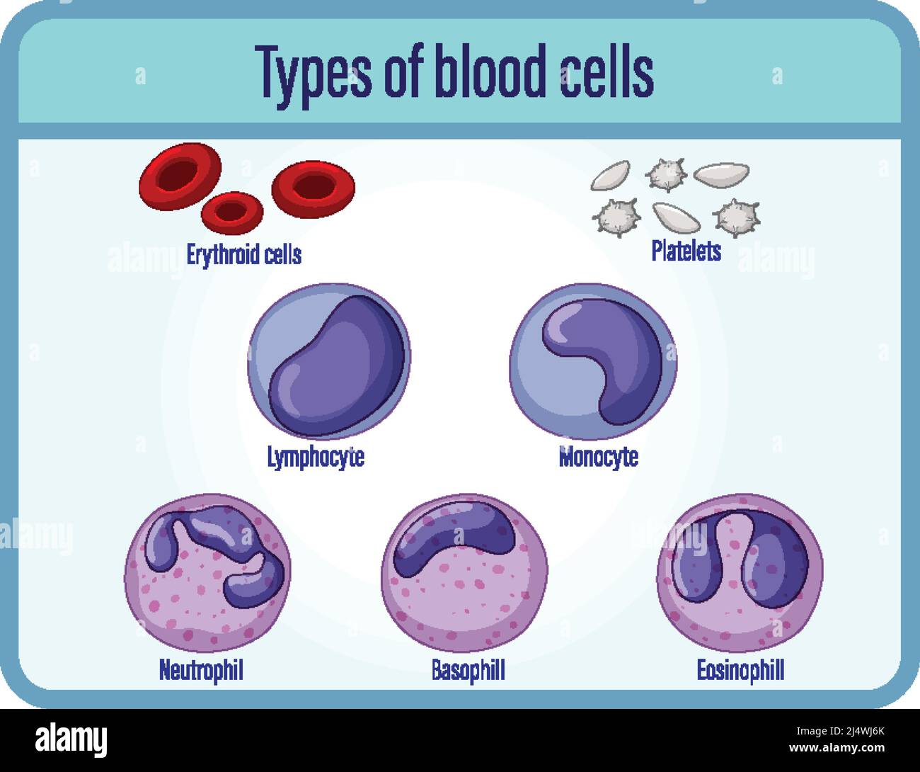 Type of blood cells medical information illustration Stock Vector Image ...