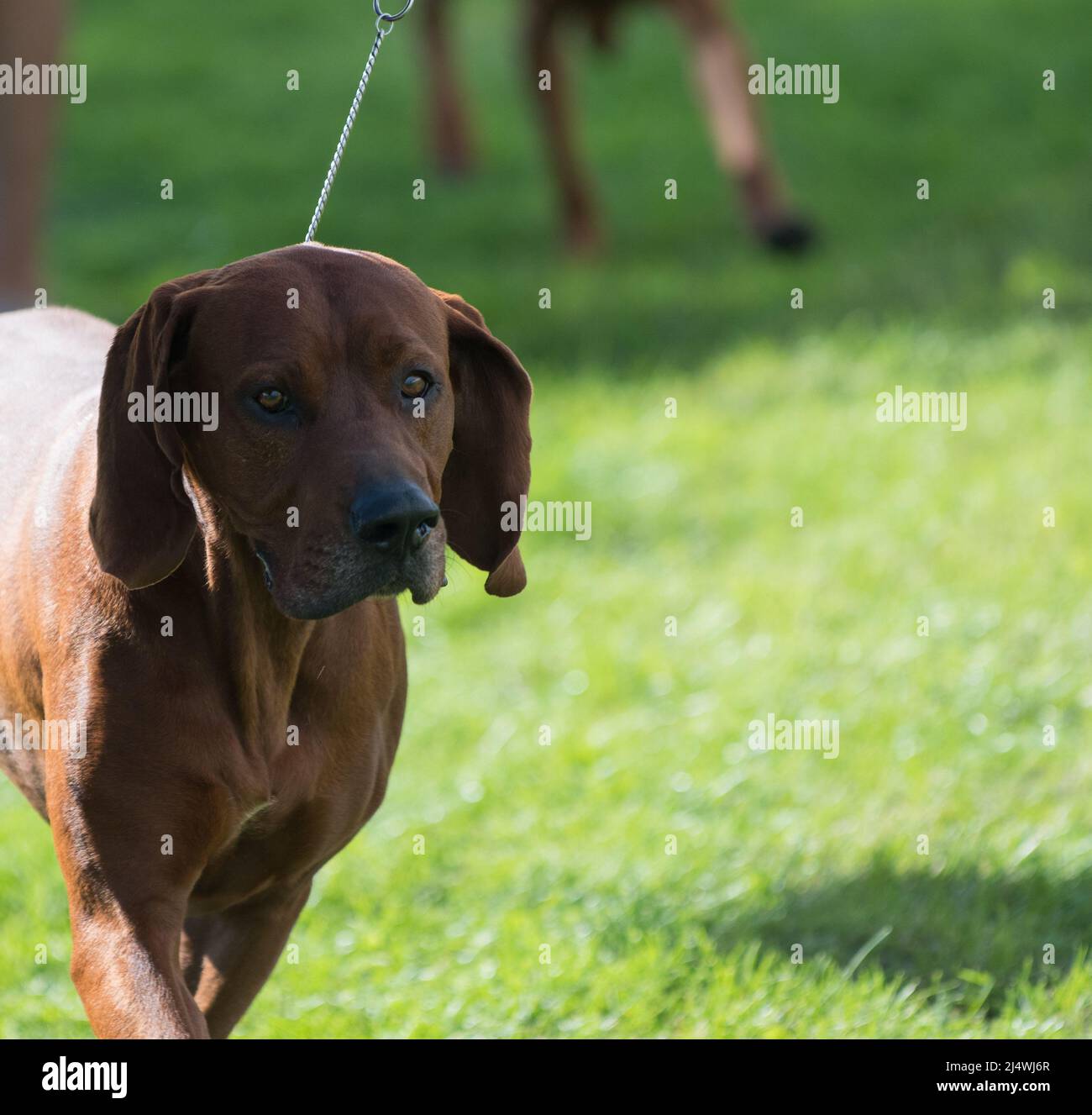 Redbone Coonhound walking in show ring at a dog show in New York Stock ...