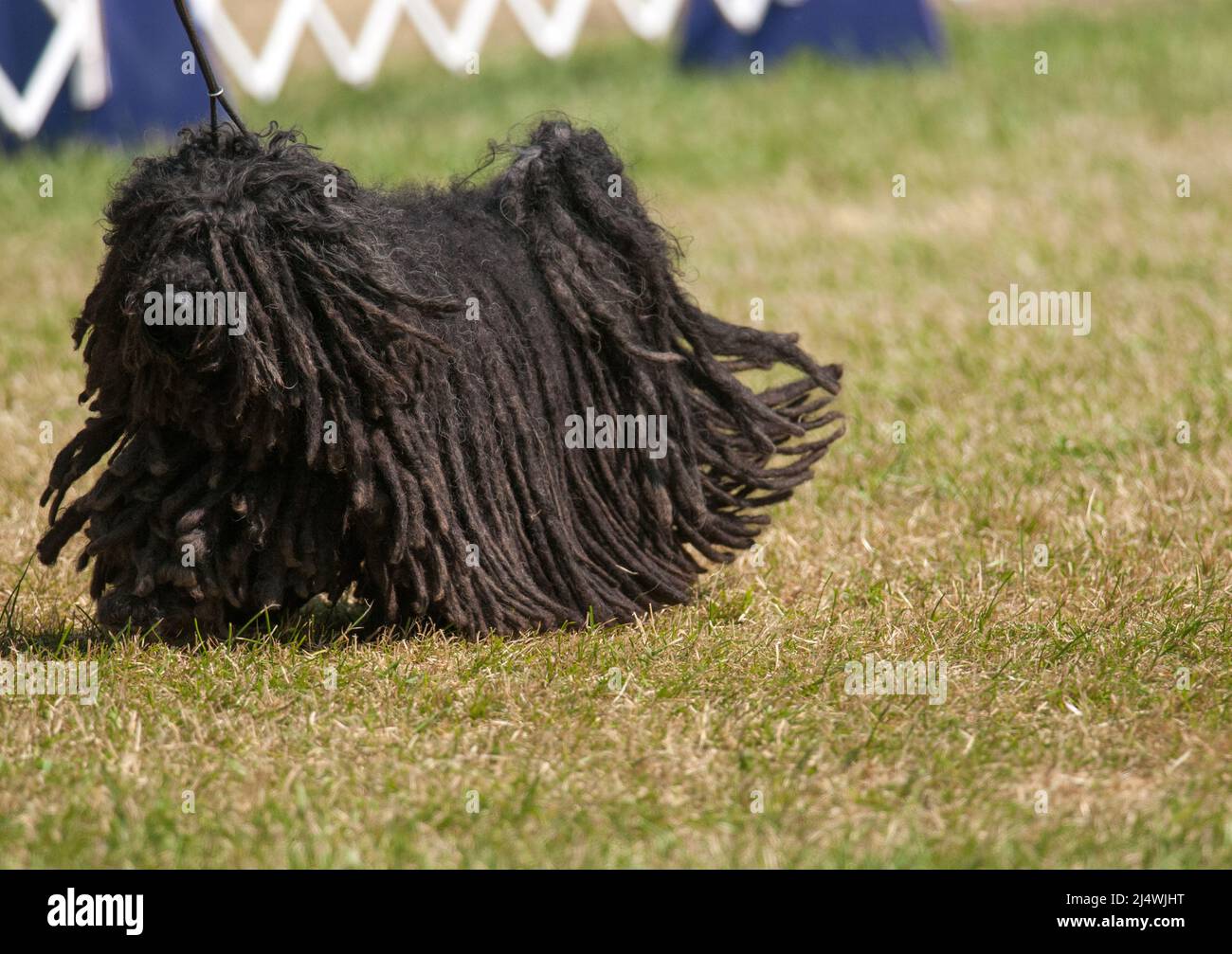 Black furred dog hi-res stock photography and images - Alamy