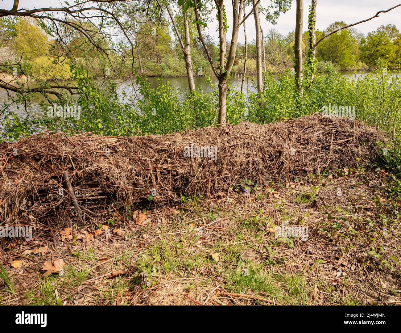A dead hedge by the Long Water in Kensington Gardens, London; one of ...