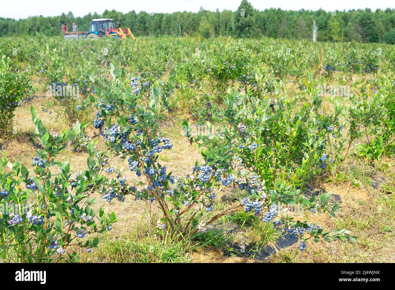 Blueberry field with a picker machine and unrecognizable people in the ...