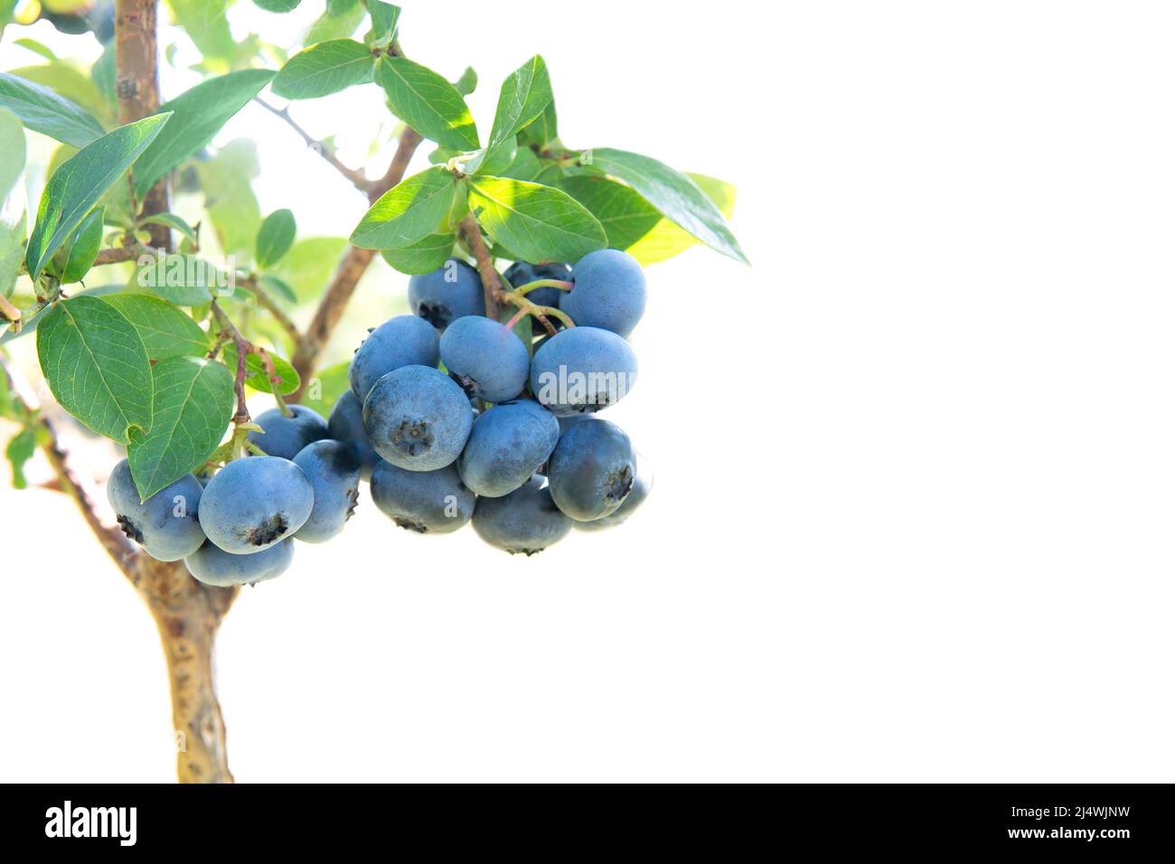 Crop view of a blueberry bush with berry clusters isolated on white ...