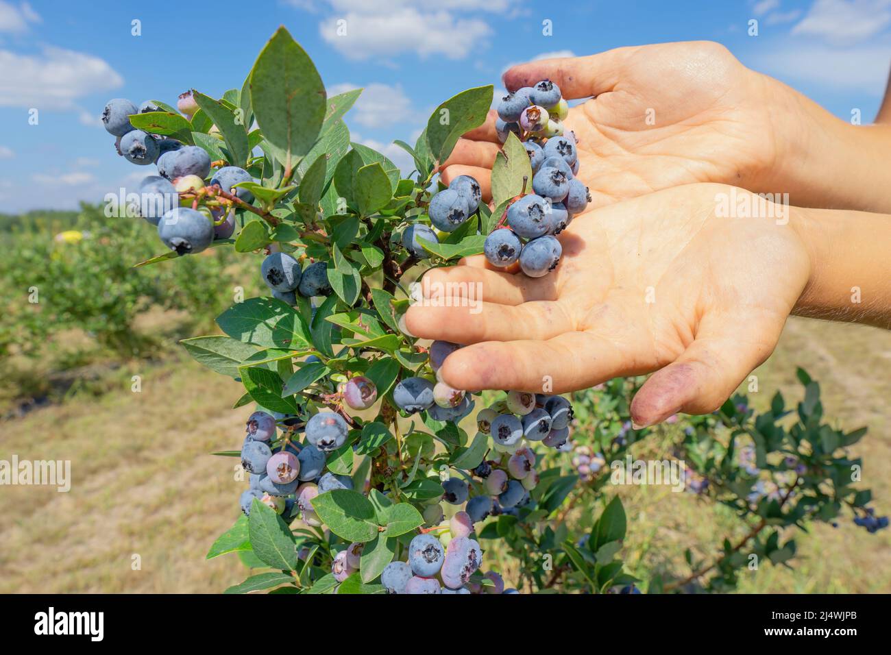 Berries picker showing a blueberry bush to the viewer. Harvesting ...