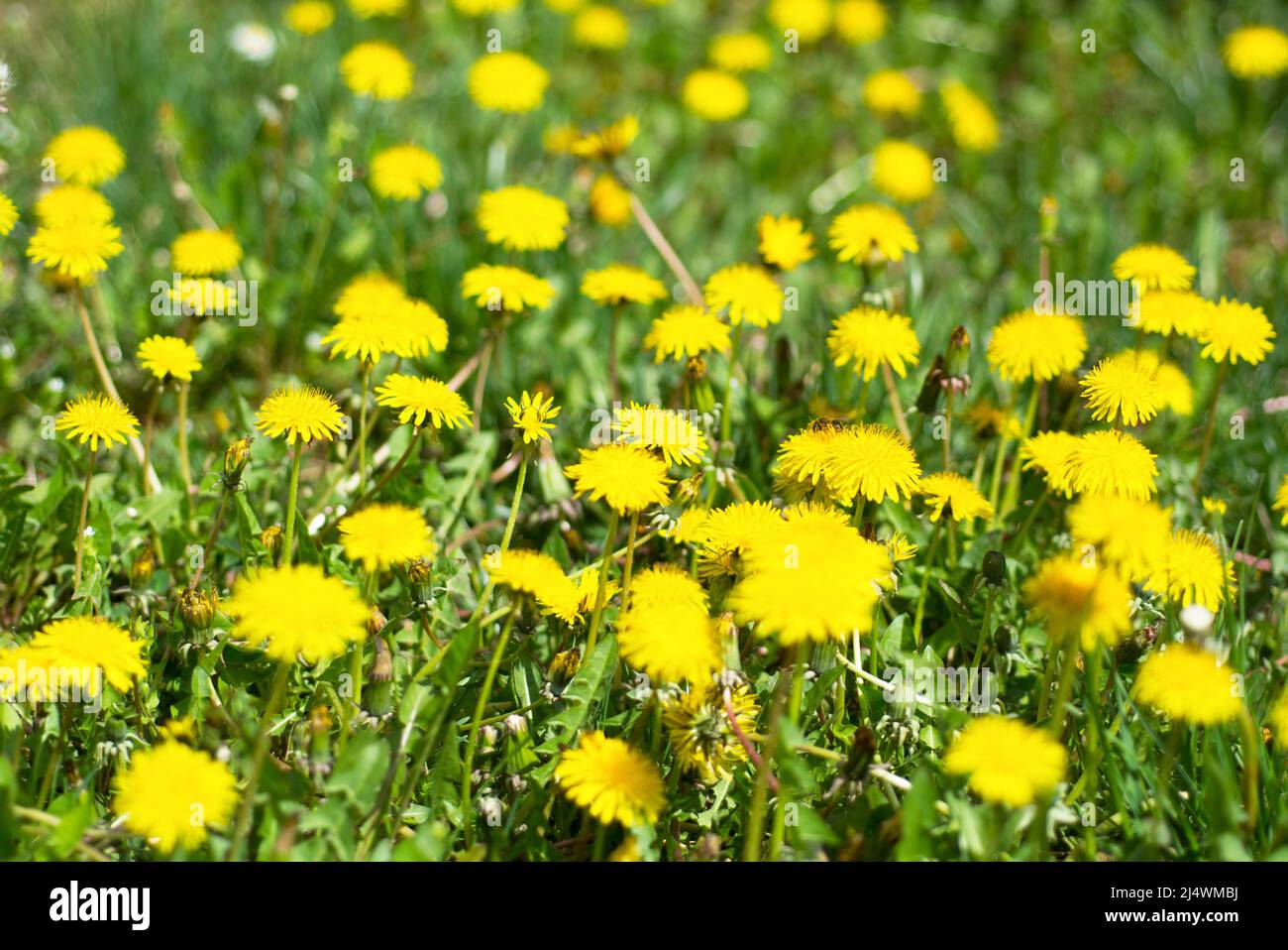 Nature background of dandelions in the grass, spring photo, close up ...