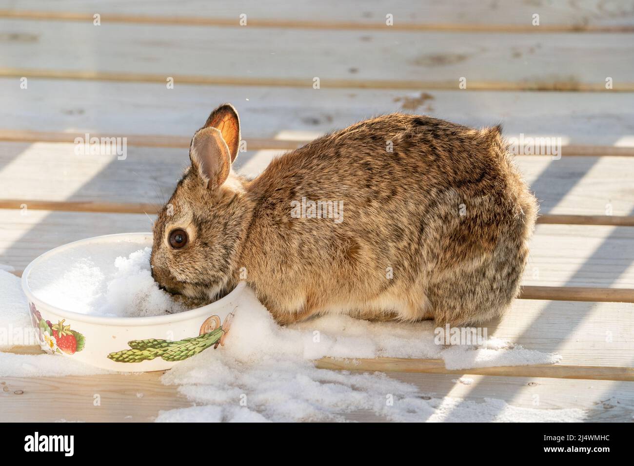 This is one of the free range rabbits we raise on our property in rural ...