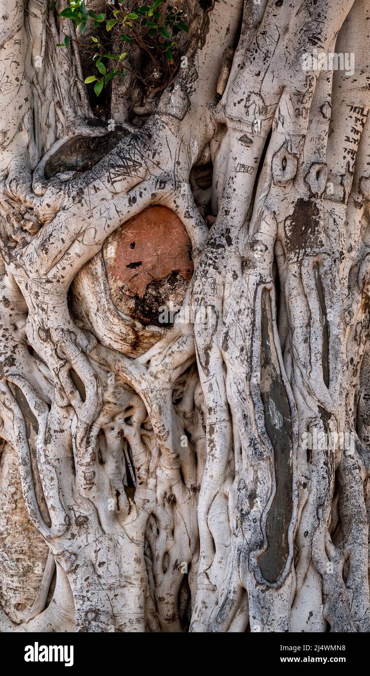 Old olive tree trunk, roots and branches. Close-up Stock Photo - Alamy