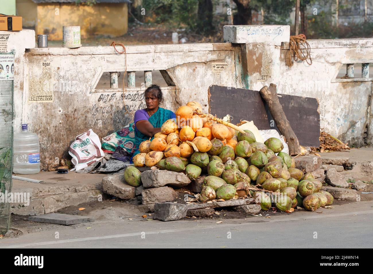 Woman sitting on the pavement selling coconuts inTrichy, Tamil Nadu ...