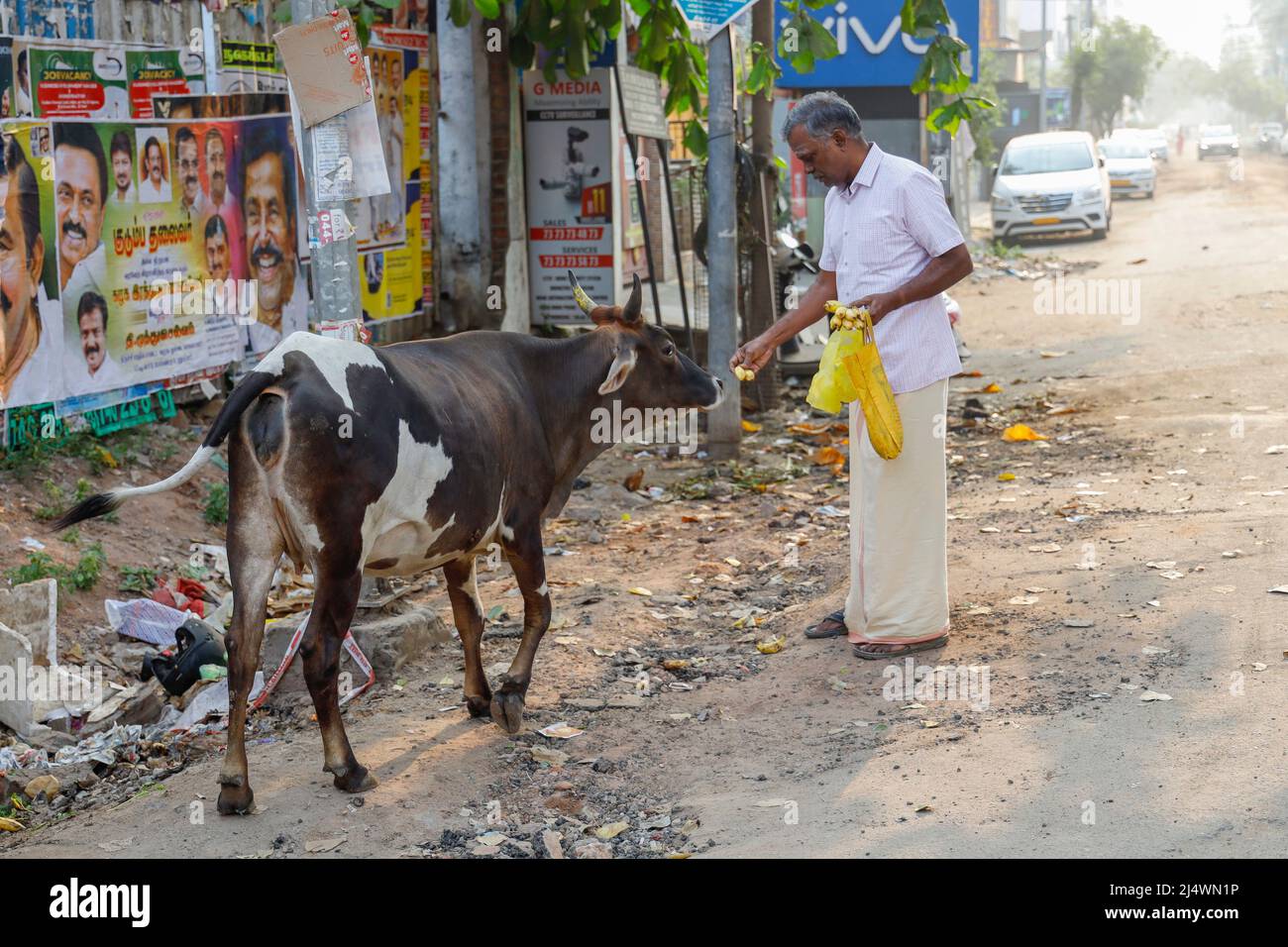 Indian man and a sacred cow hi-res stock photography and images - Alamy