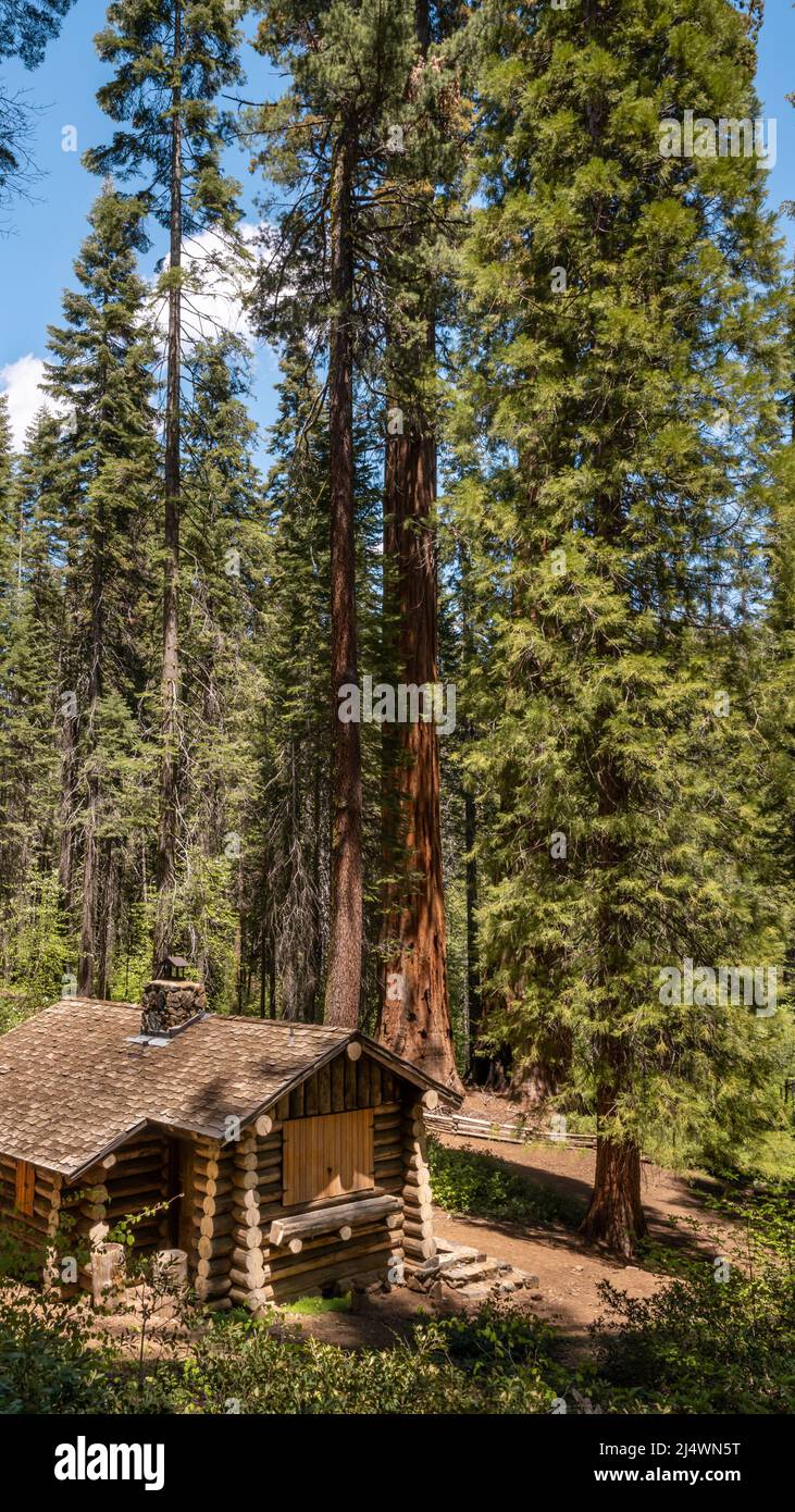 Ranger station dwarfed by Giant Sequoias, in the Merced Grove, at ...