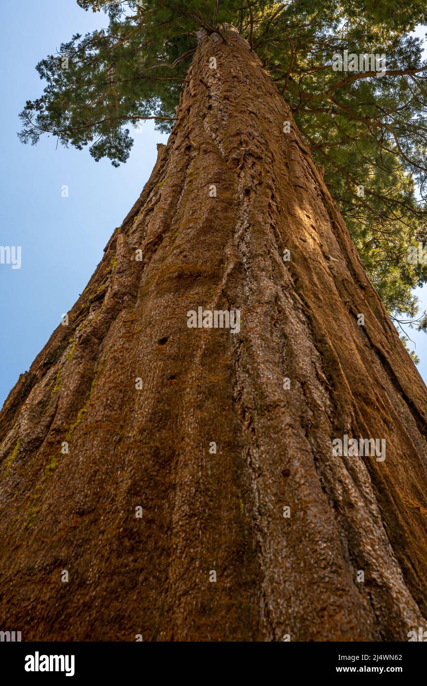 Giant sequoia tree trunk hi-res stock photography and images - Alamy