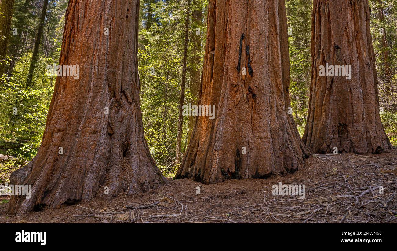 Three Giant Sequoia tree trunks, in the Merced Grove, at Yosemite ...