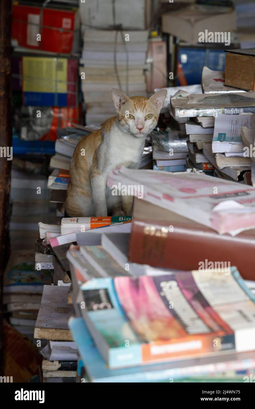 Cat book nobody vertical hi-res stock photography and images - Alamy