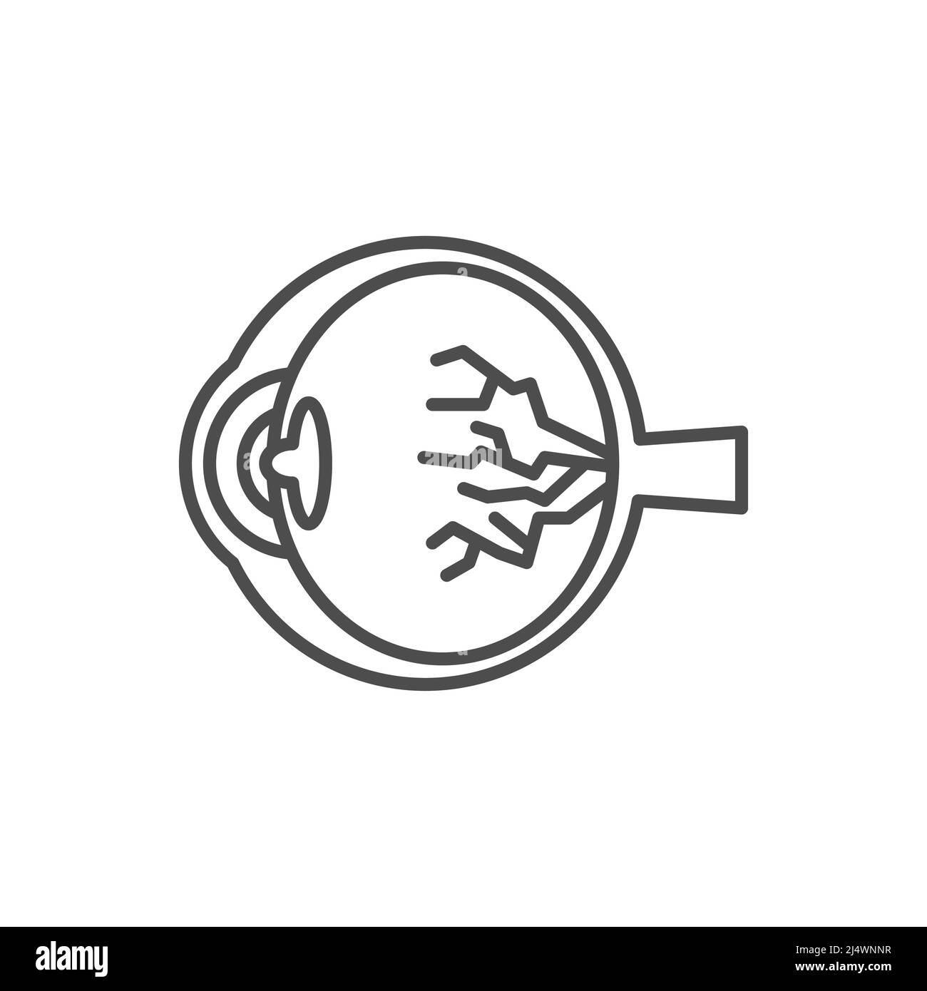 Diabetic eye line icon. linear style sign for mobile concept and web ...