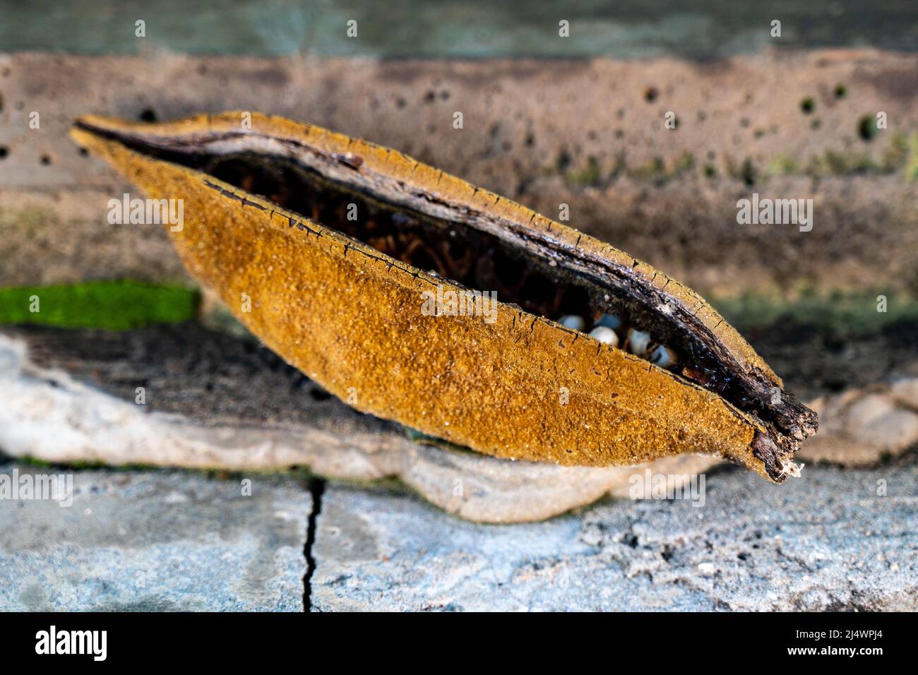 illawarra flame tree brachychiton acerifolius one pod with seeds lies ...