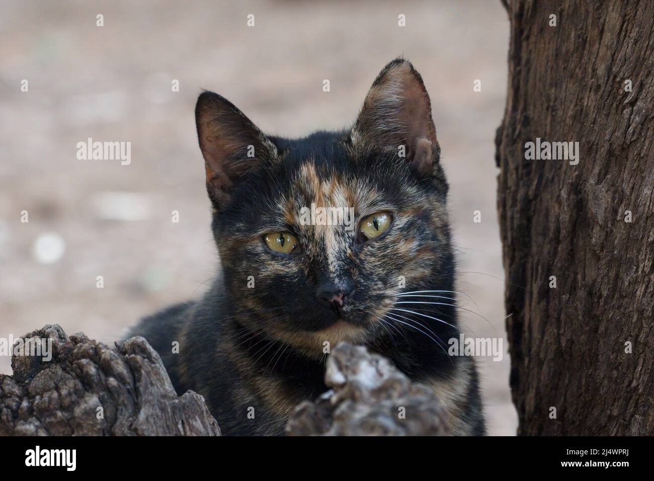 black and tan cat posing for the photographer. close-up Stock Photo - Alamy