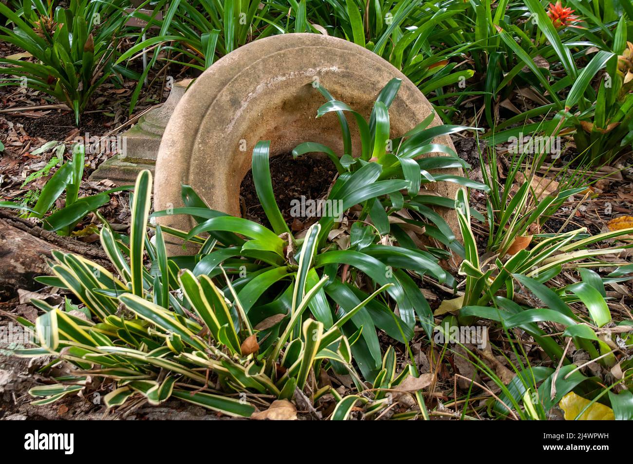 Clay pot buried in the ground hi-res stock photography and images - Alamy
