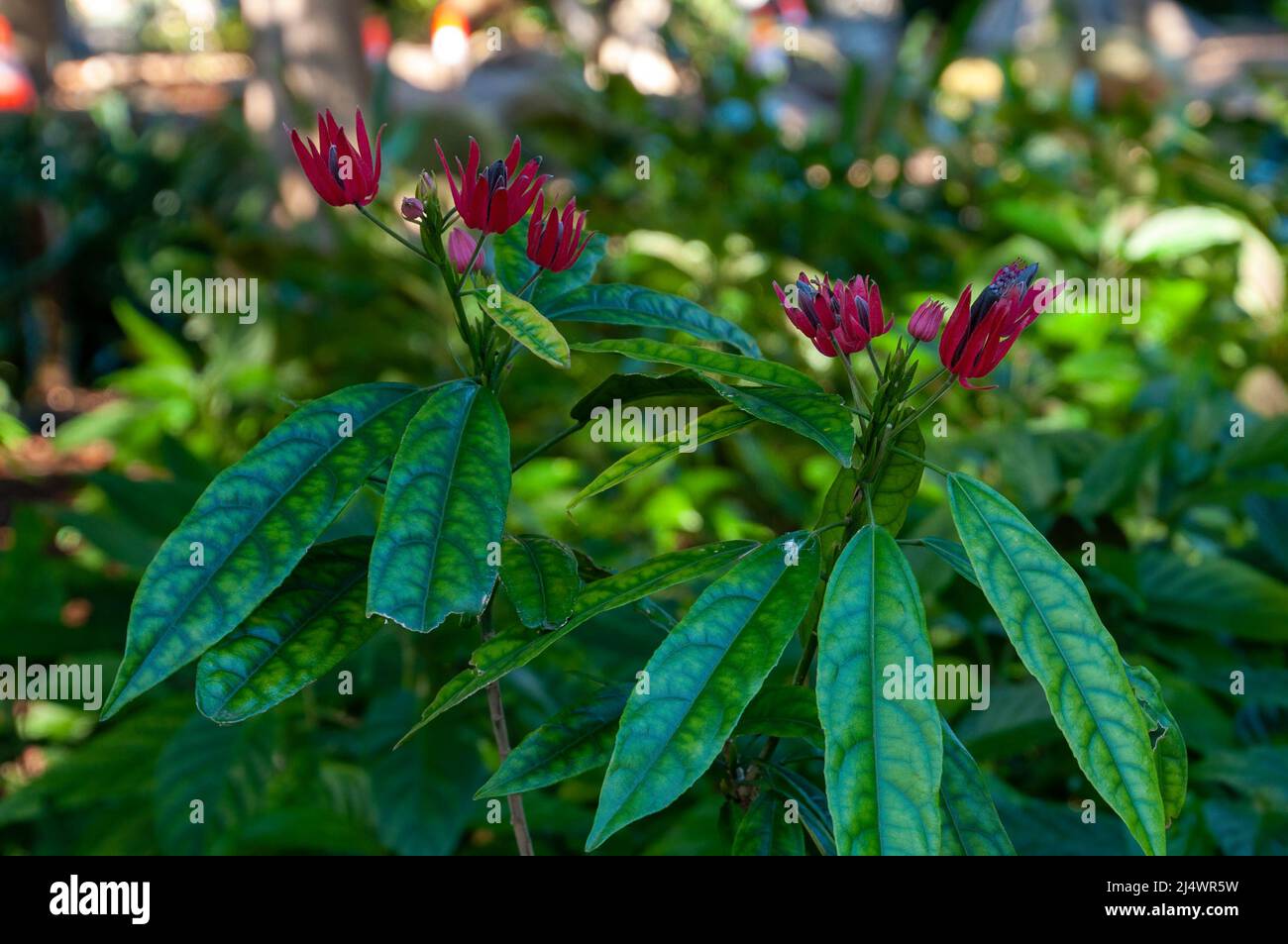 Sydney Australia, pavonia multiflora also known as Brazilian candles or ...