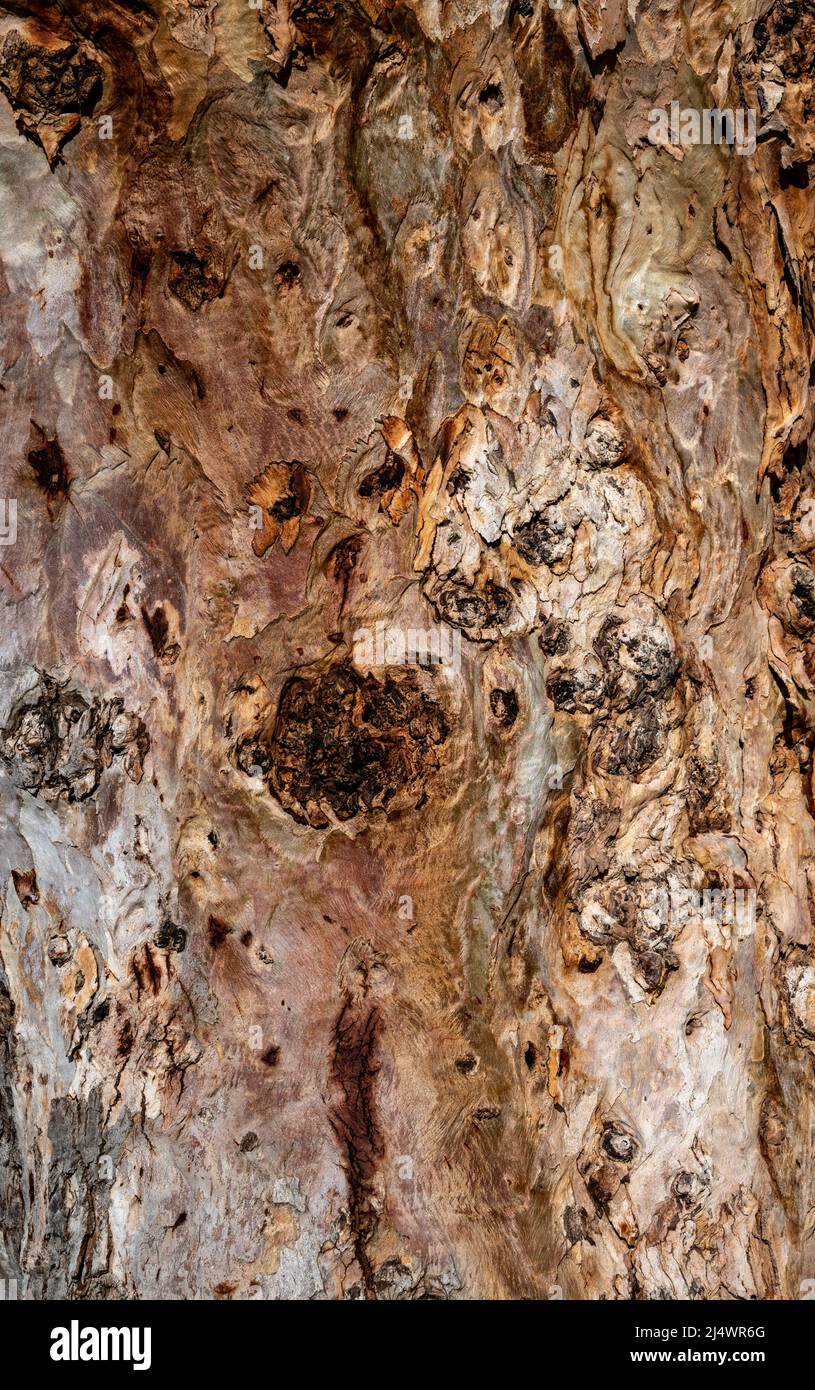 eucalyptus tree trunk with detail for loose bark. close-up Stock Photo ...