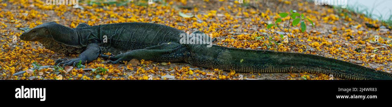 Komodo dragon tail hi-res stock photography and images - Alamy