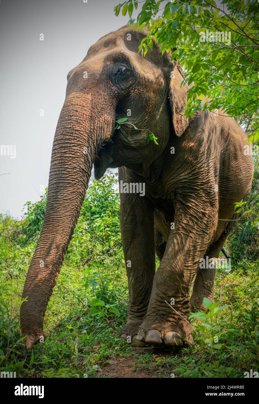 Jungle elephants hi-res stock photography and images - Alamy