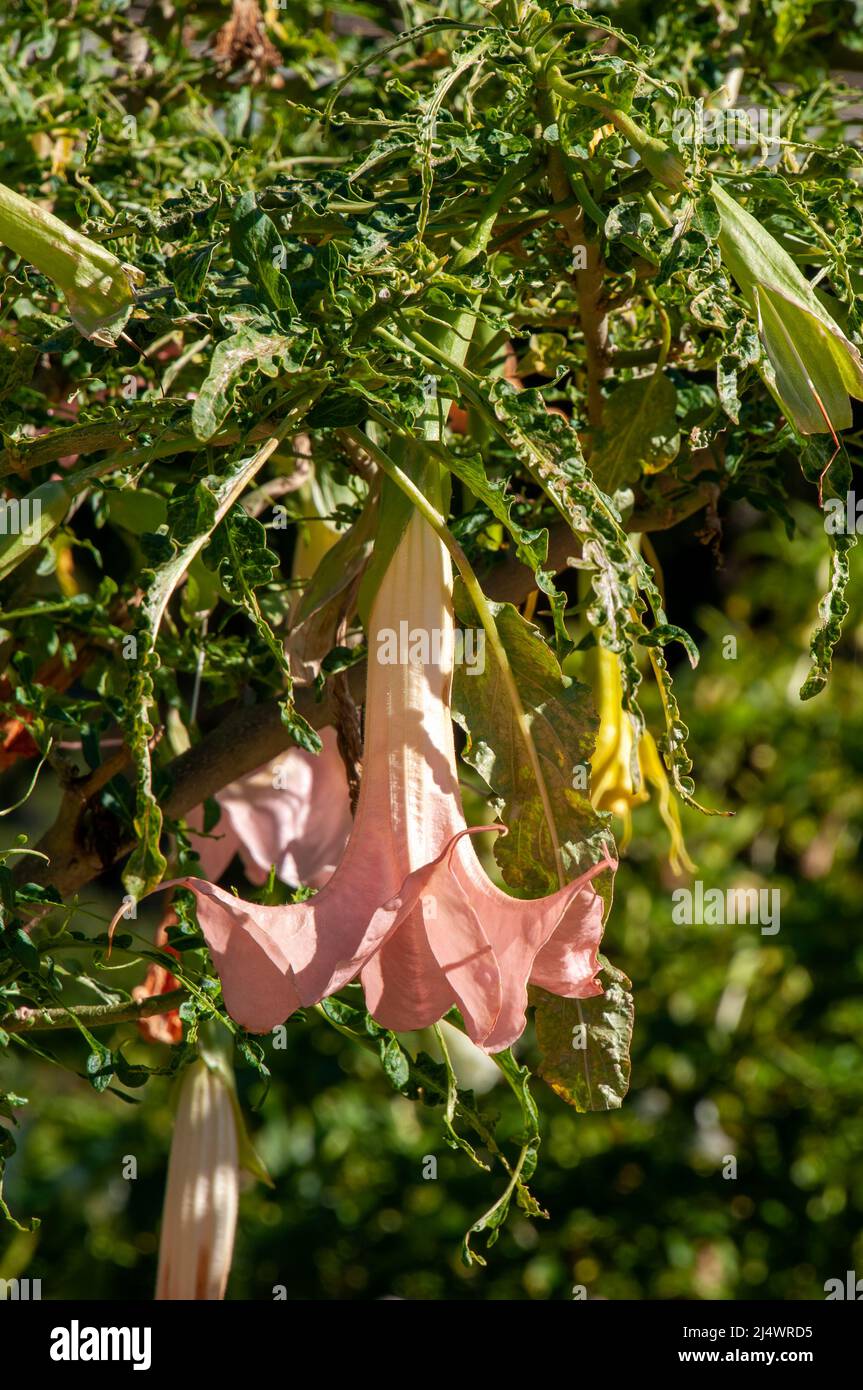 Angel trumpet tree hi-res stock photography and images - Alamy