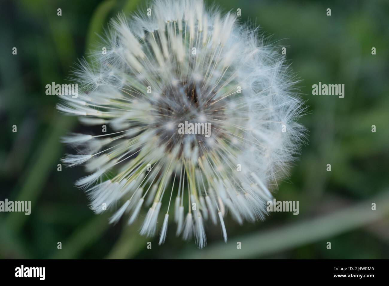A single fluffy dandelion on a blurred green background. Side view of ...