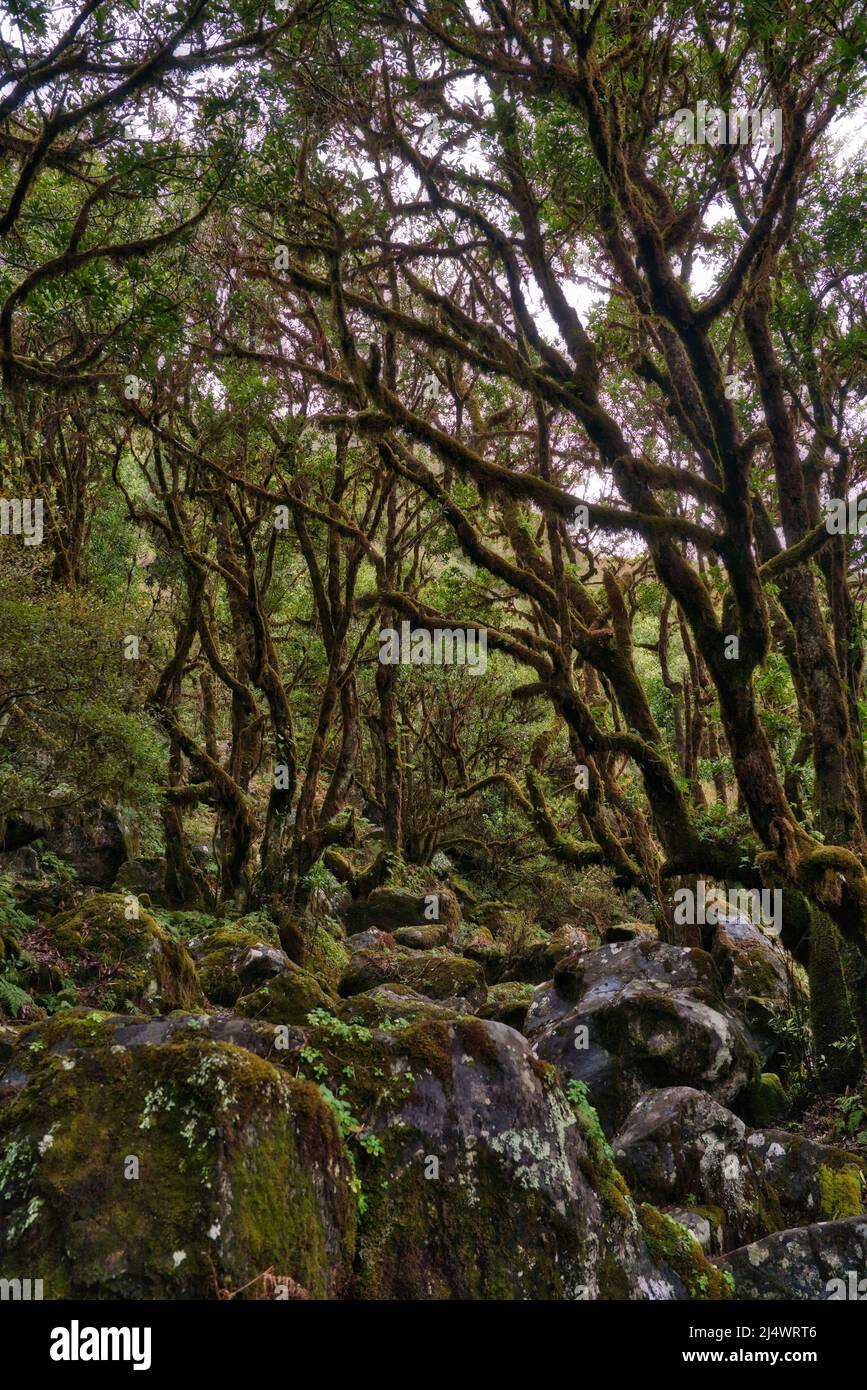 Beautiful green nature view of the UNESCO Laurissilva forest Laurel ...