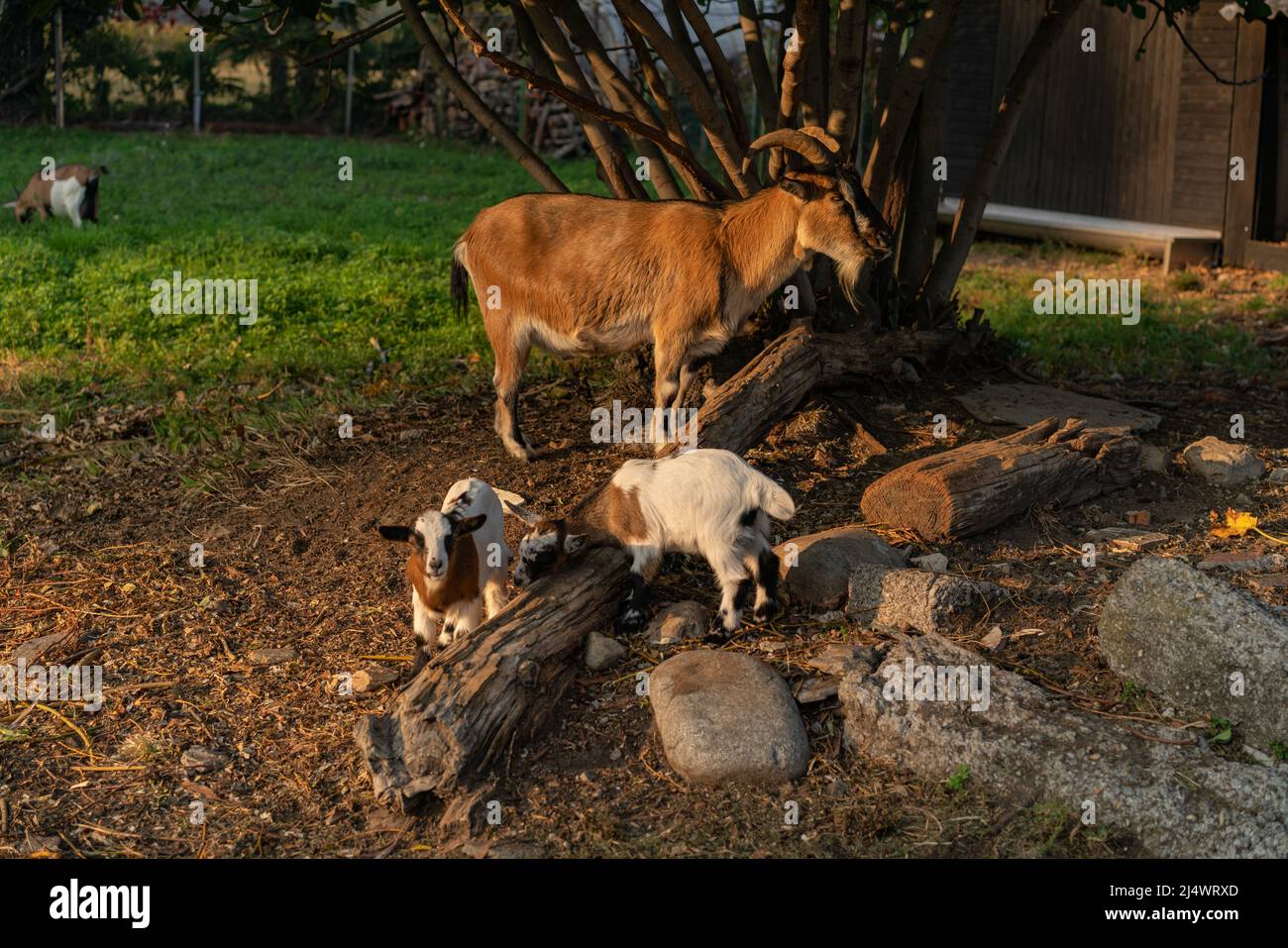 Swiss goats in the stable under evening sunshine Stock Photo - Alamy