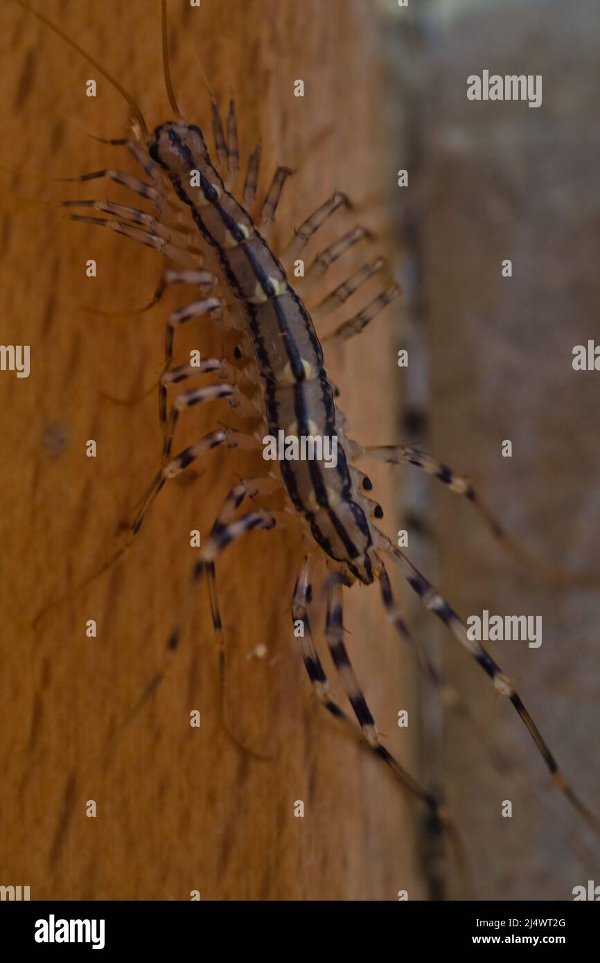 Close up of the house centipede, Scutigera coleoptrata Stock Photo - Alamy