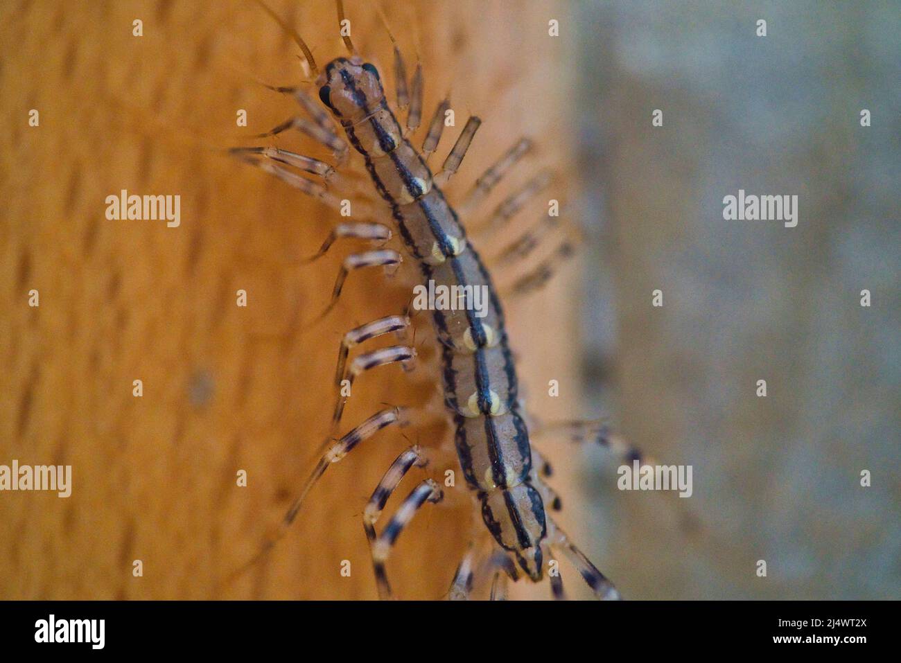 Close up of the house centipede, Scutigera coleoptrata Stock Photo - Alamy