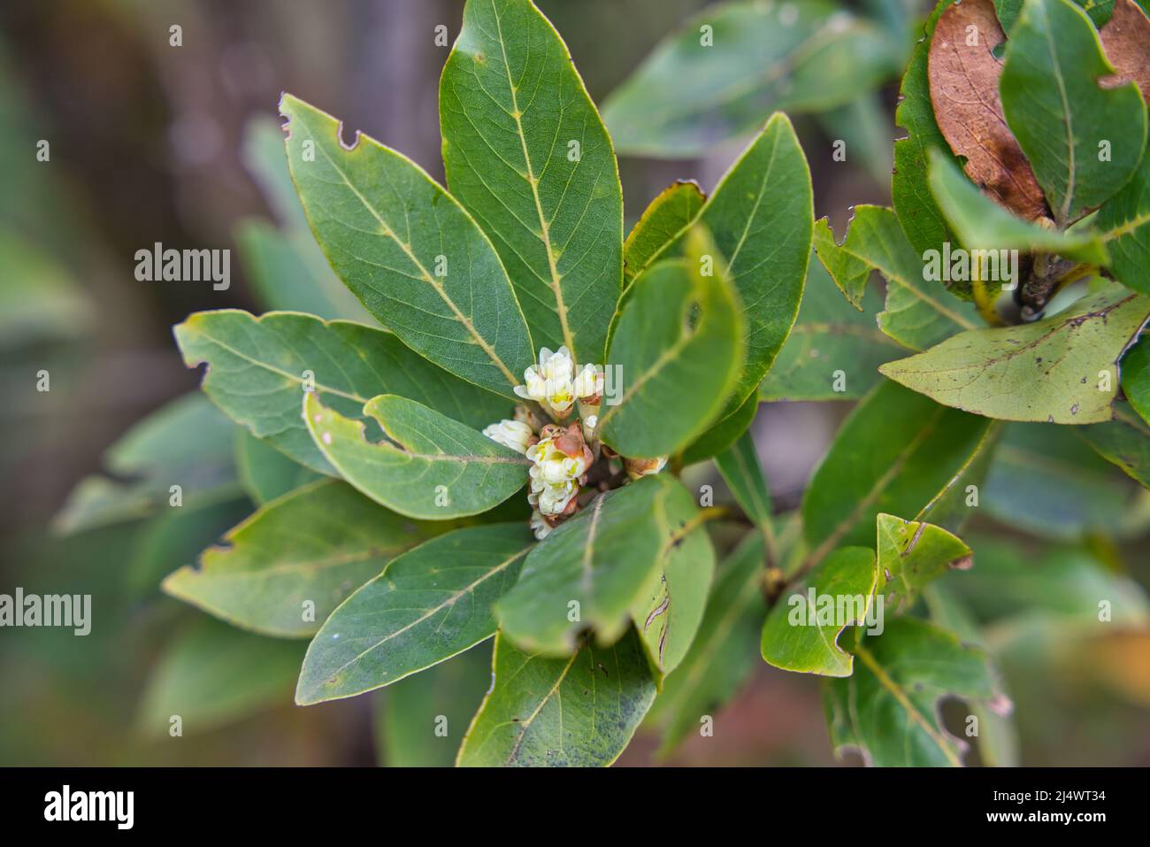 Close up of laurel in Madeira Laurus Novocanariensis, Ocotea Foetens ...