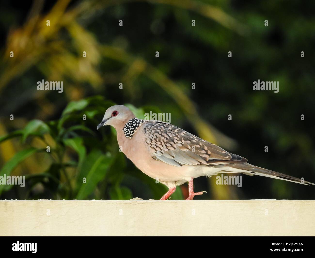 The spotted dove (Spilopelia chinensis) is a small and somewhat long ...