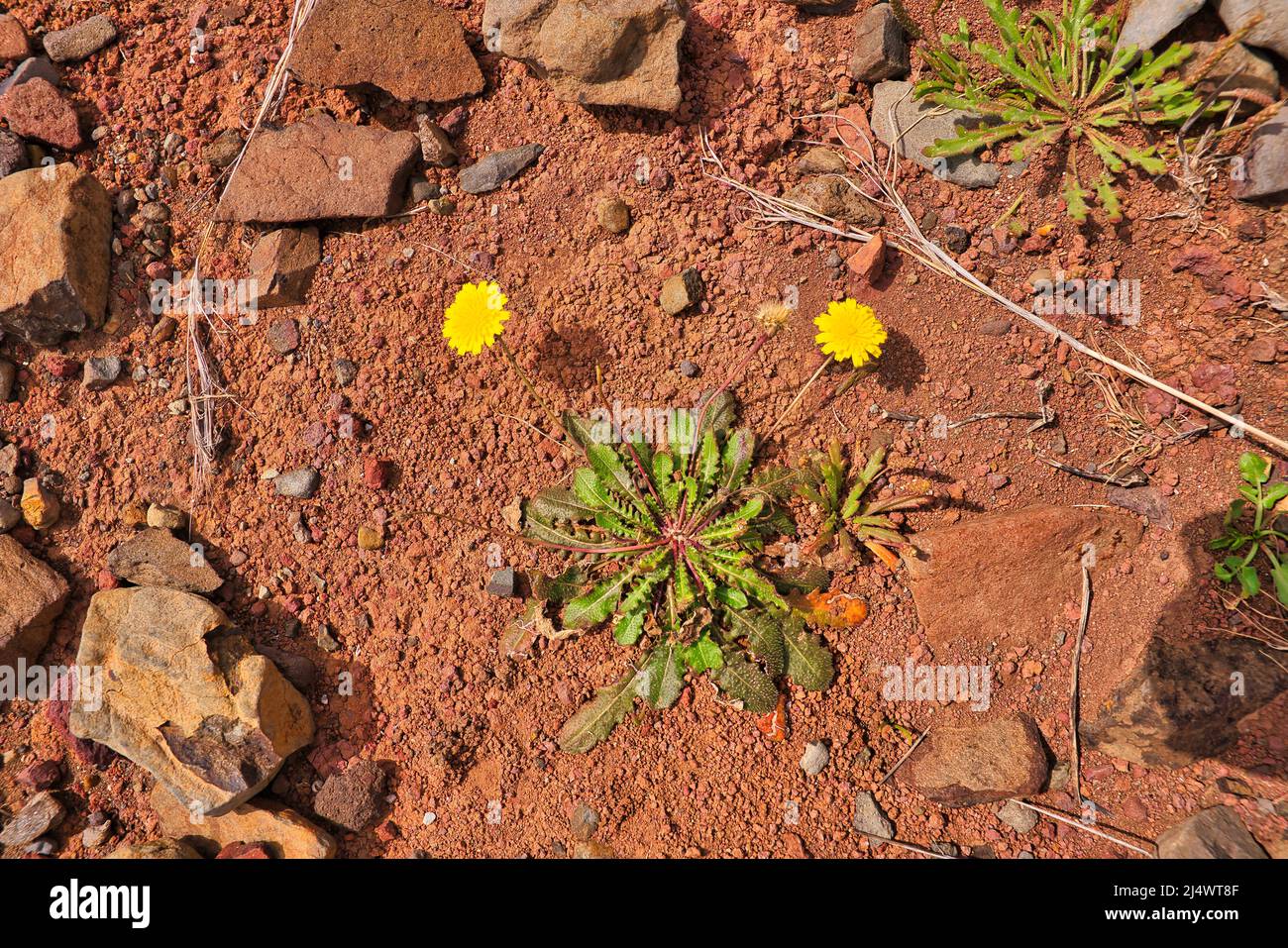 Dandelion plant with the red earthy soil of sao lourenco on madeira in ...
