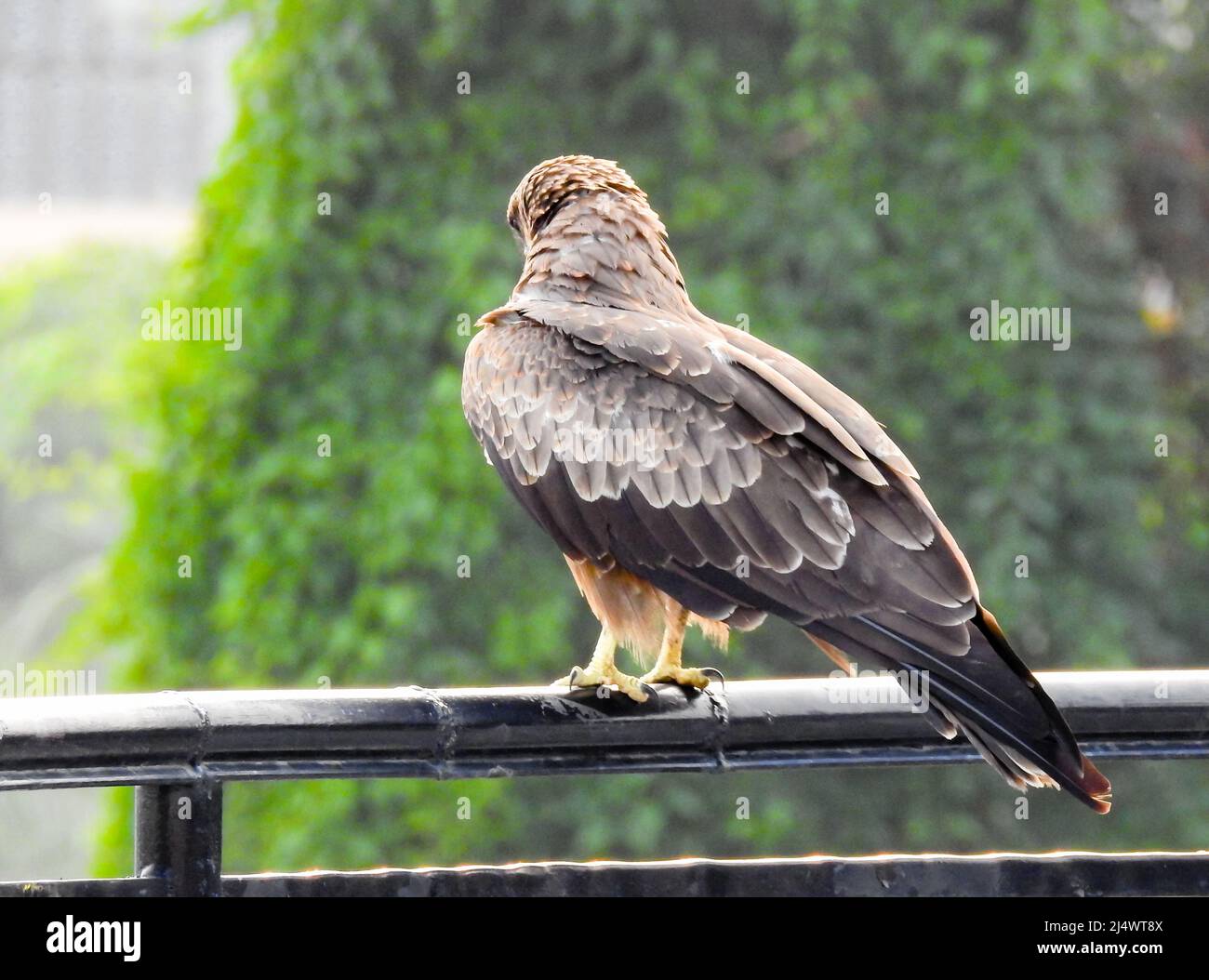 A close up shot of the blacck kite from behind. The black kite (Milvus ...