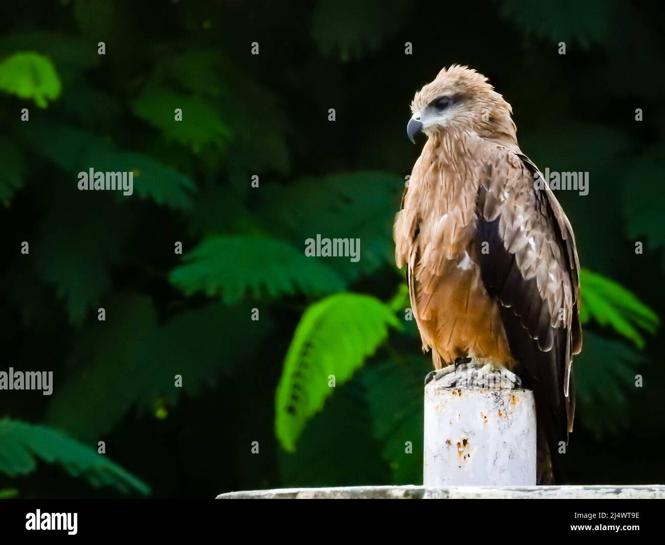 A close up shot of the blacck kite sitting isolated. The black kite ...
