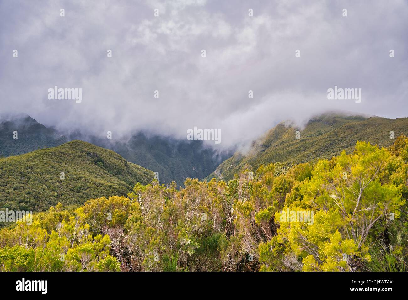 Erica arborea L. forest in Madeira Portugal Stock Photo - Alamy
