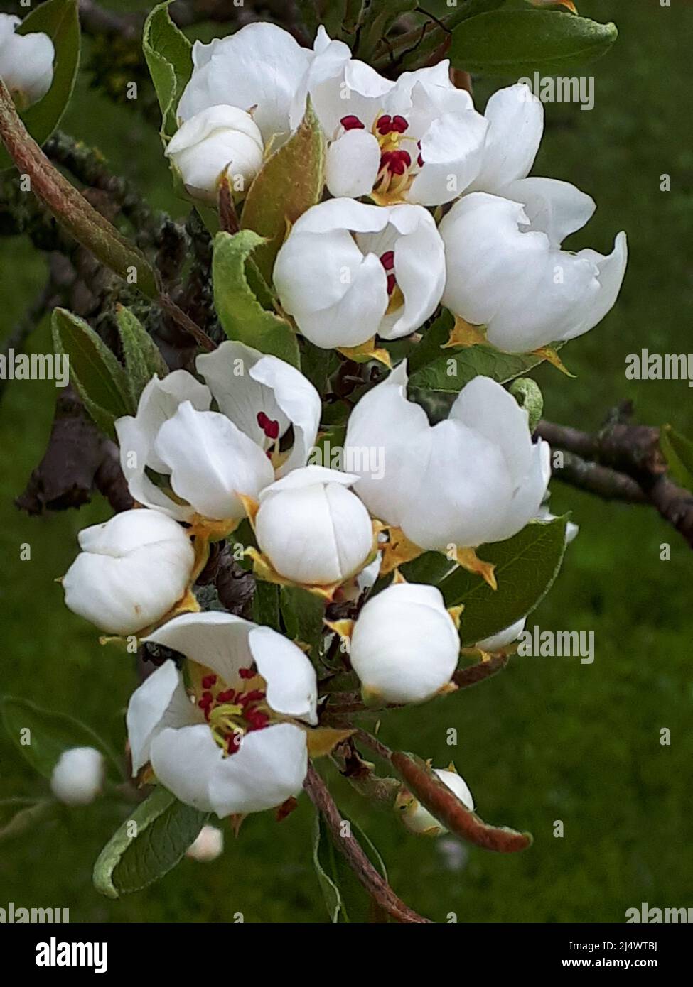 Pear Blossom is one of the early flowers of Spring in Northern England ...