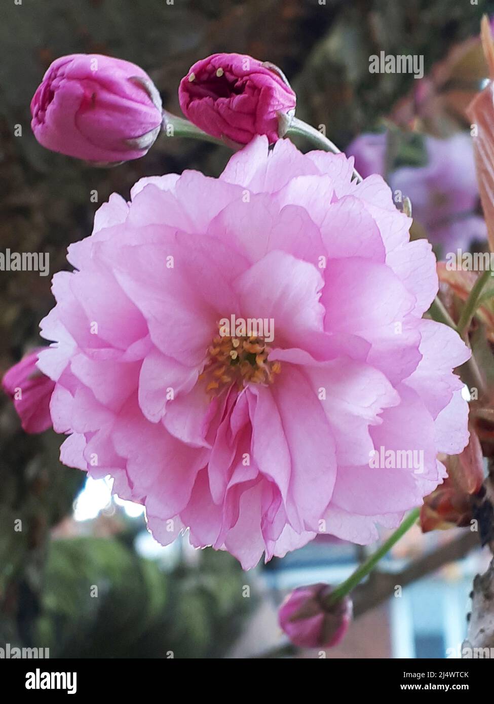 The double blossom cherry tree is an ornamental tree that is a ...