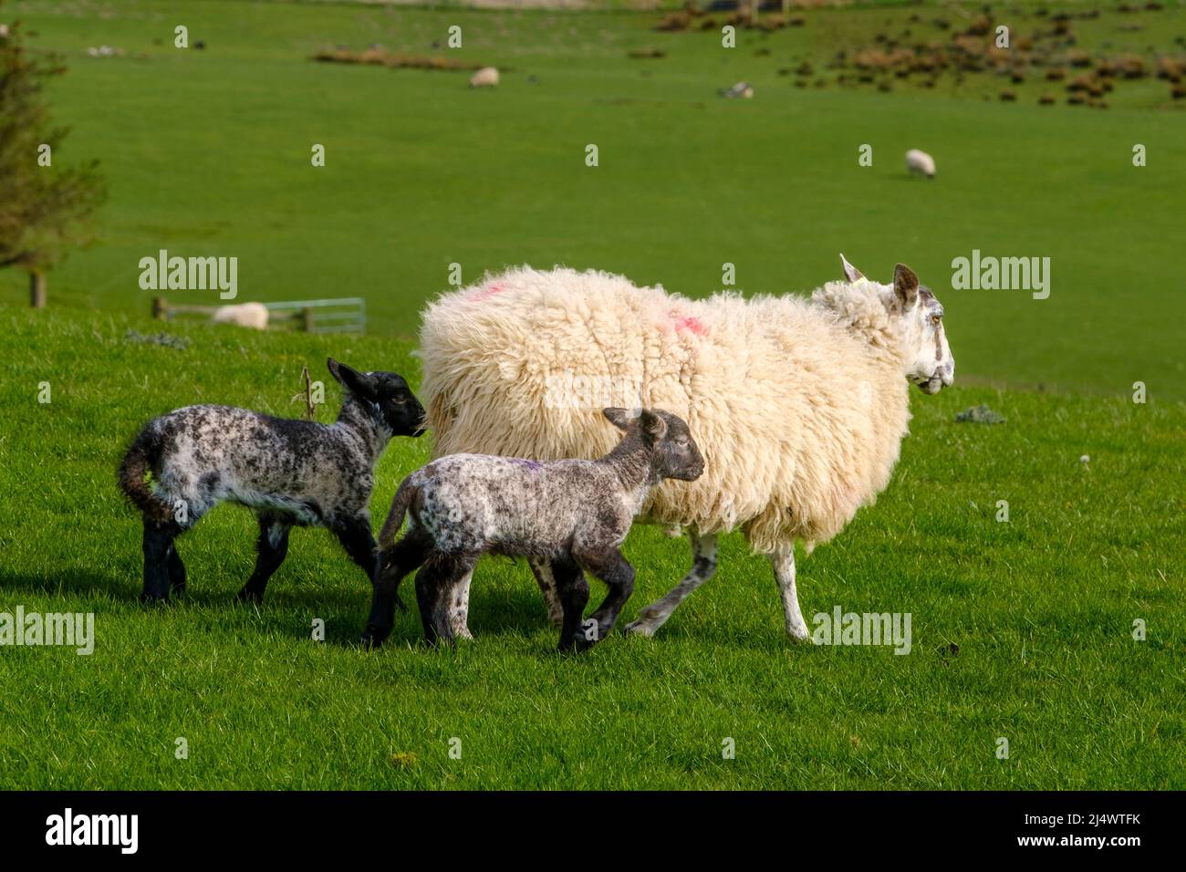 New born lambs with their mum in spring in Scotland Stock Photo - Alamy
